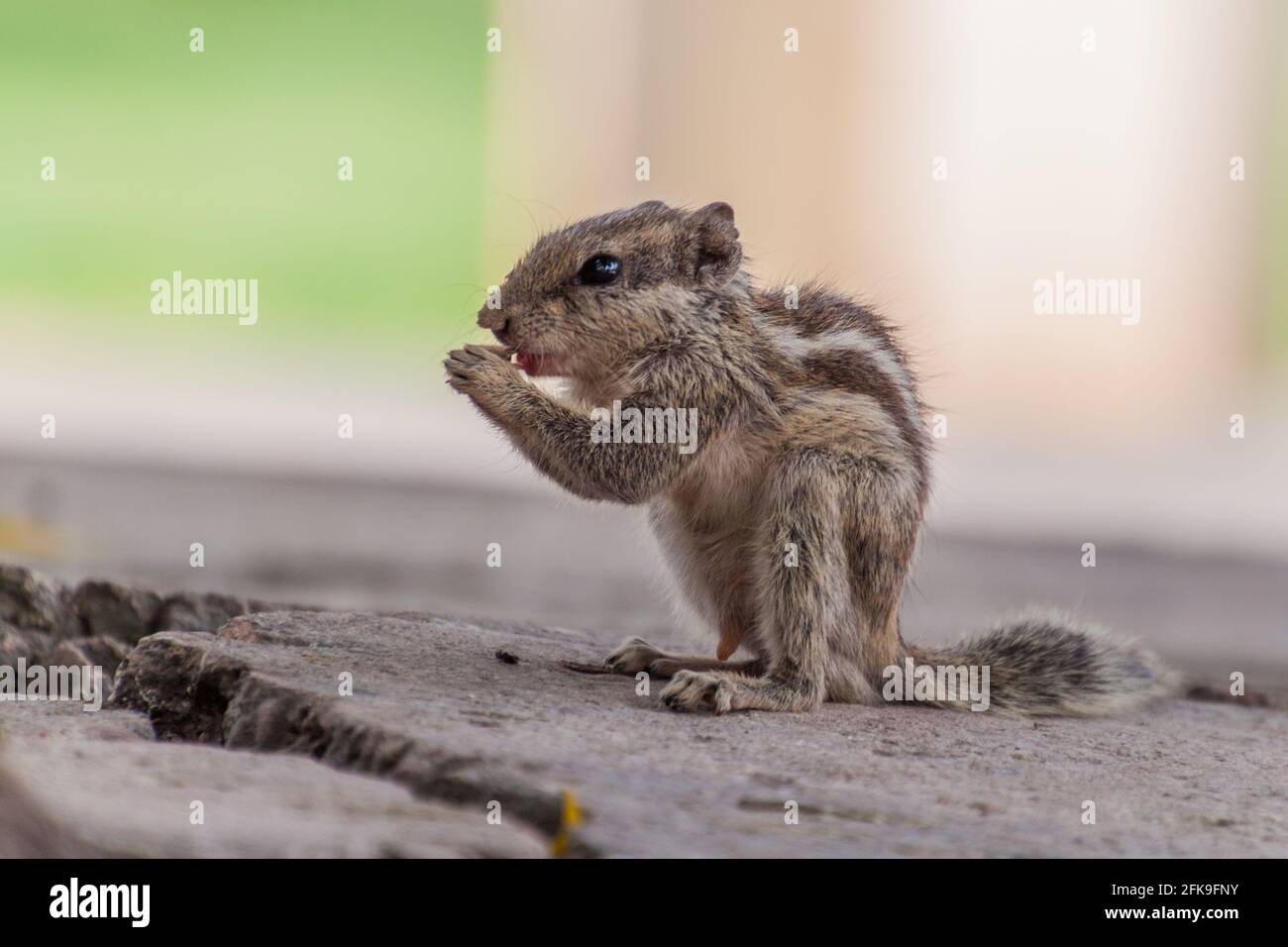 Indian Chipmunk High Resolution Stock Photography and Images - Alamy