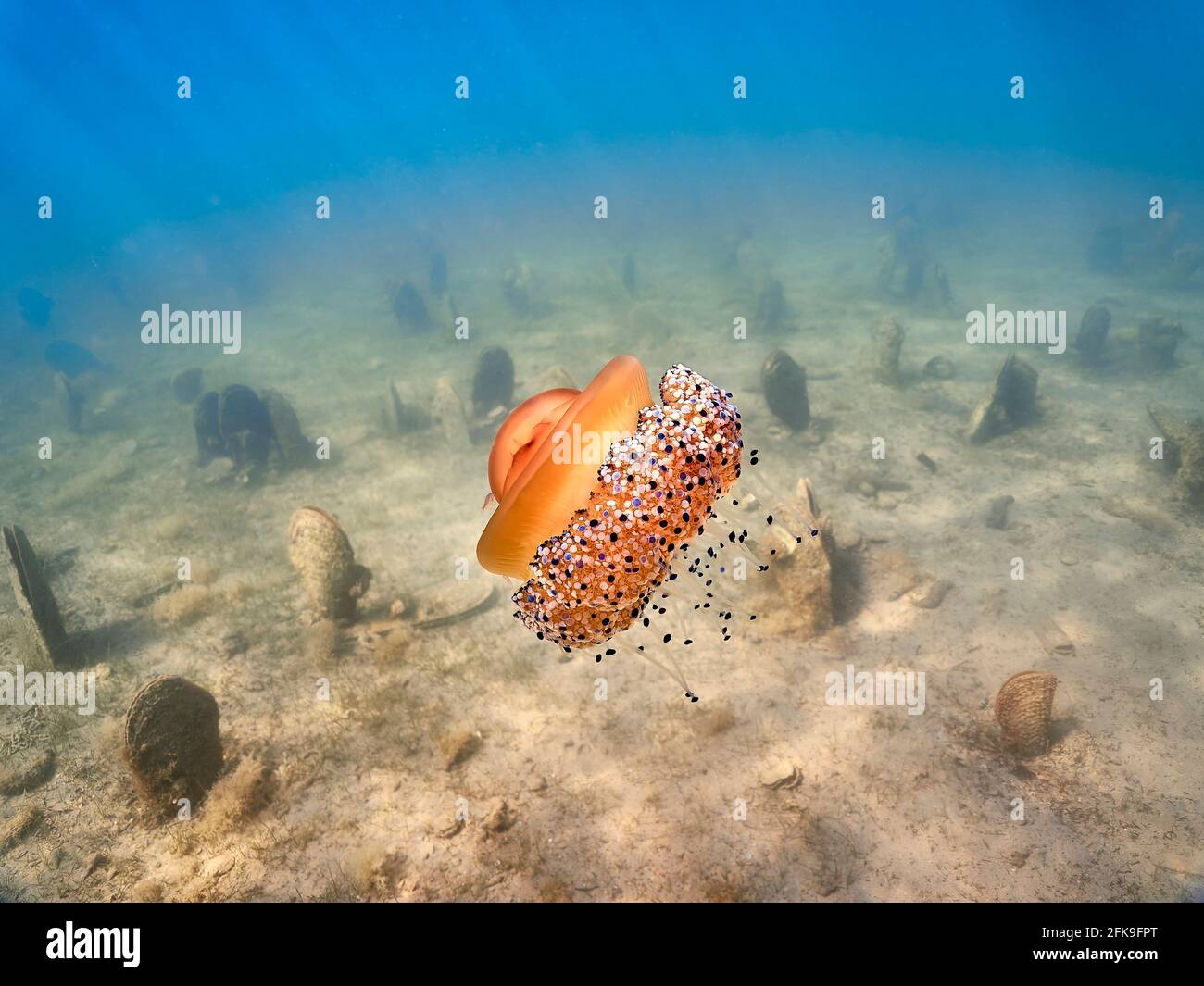 Fan mussel pinna nobilis hi-res stock photography and images - Alamy