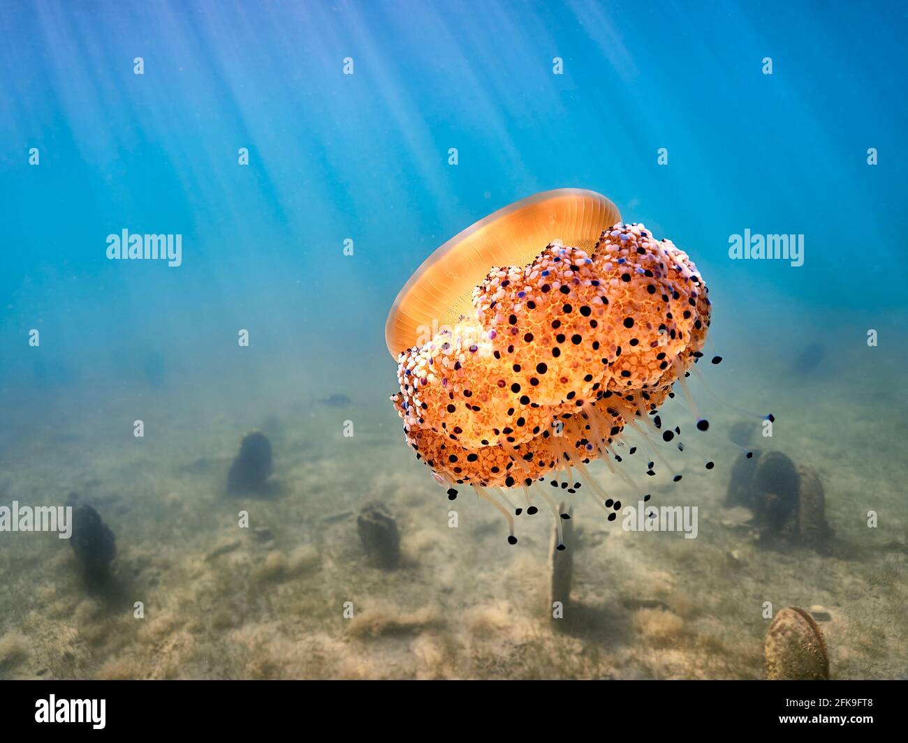 Cotylorhiza Tuberculata or fried egg jellyfish floating above the sea ...