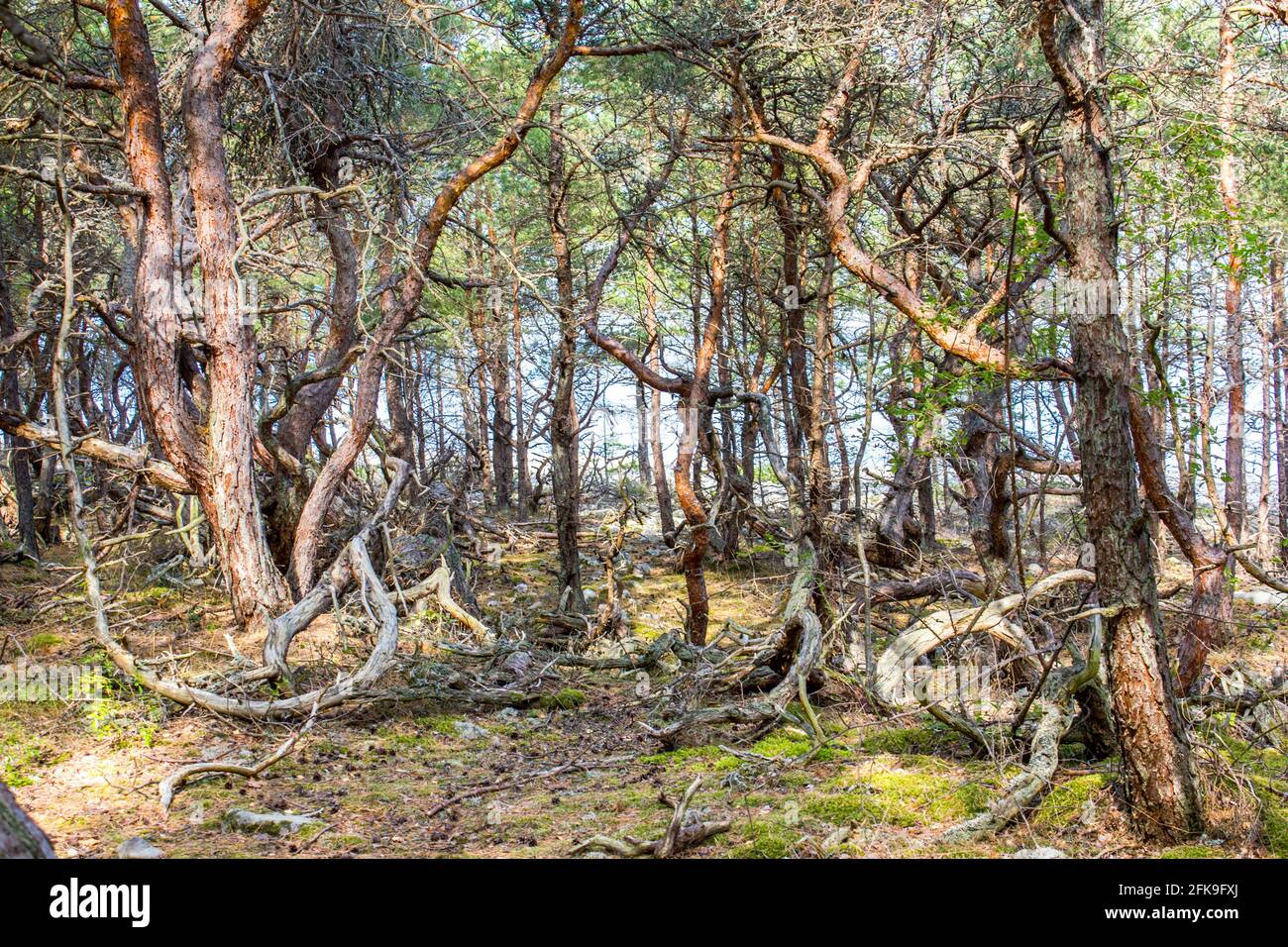 Oland island troll forest hi-res stock photography and images - Alamy