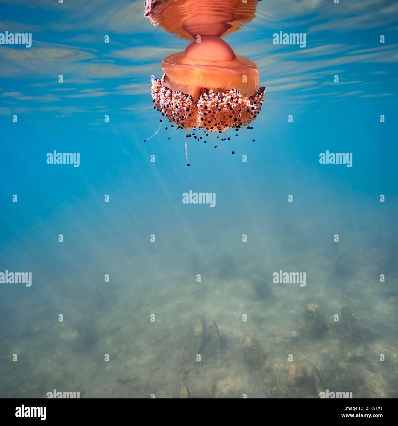 Jellyfish cotylorhiza tuberculata in surface hi-res stock photography ...