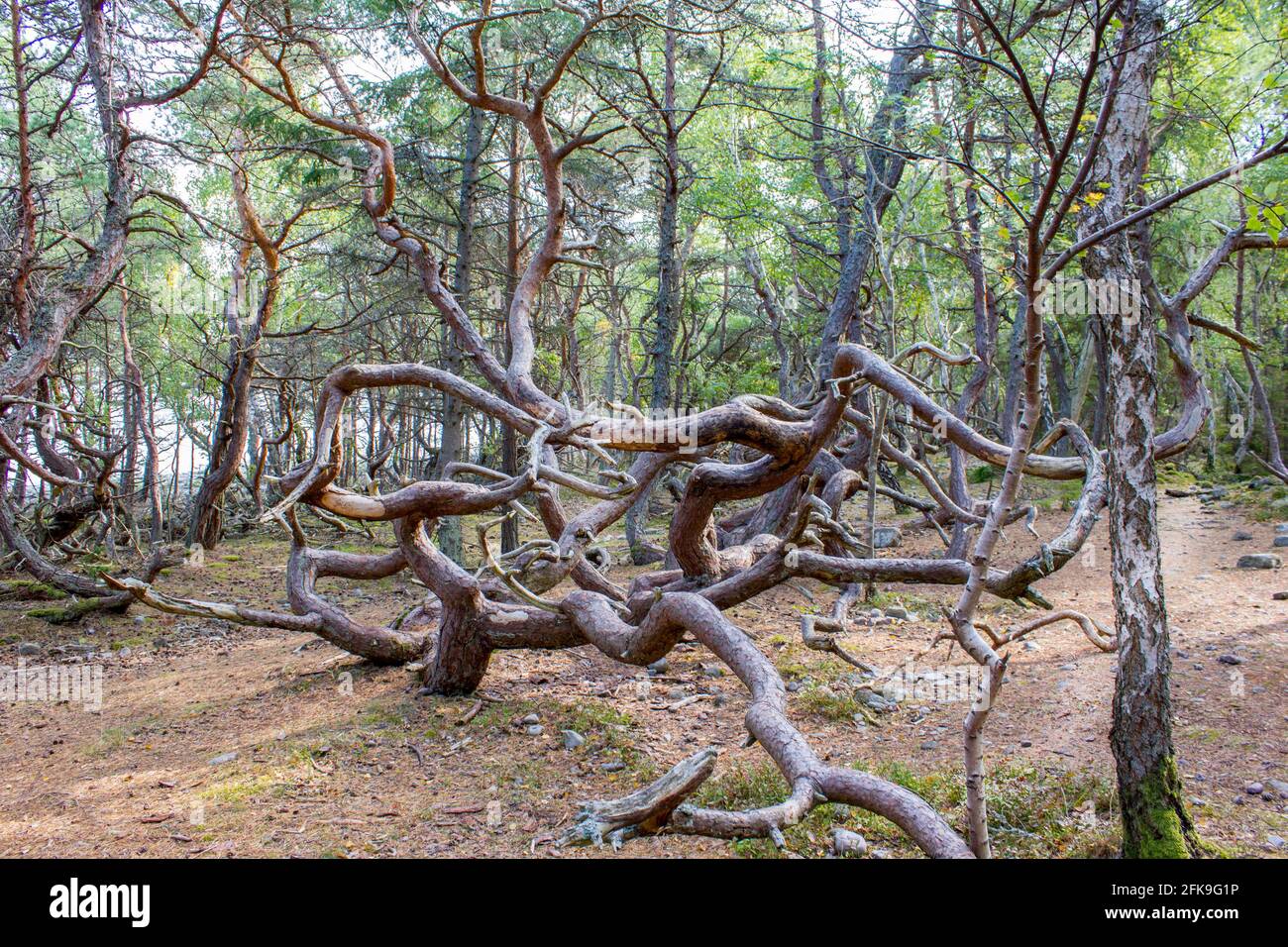 Distorted nature hi-res stock photography and images - Alamy