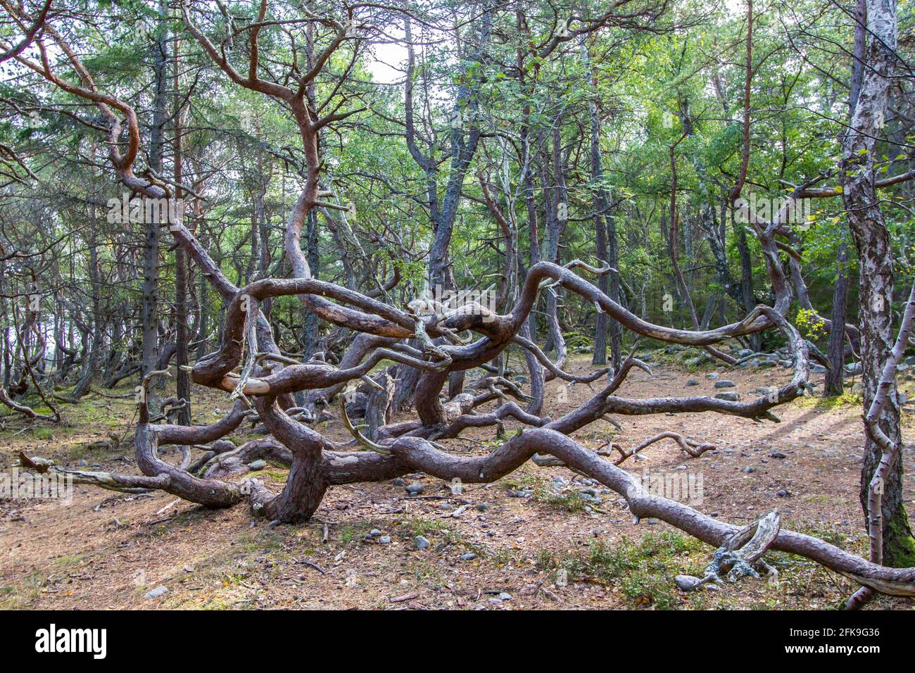 Oland island troll forest hi-res stock photography and images - Alamy