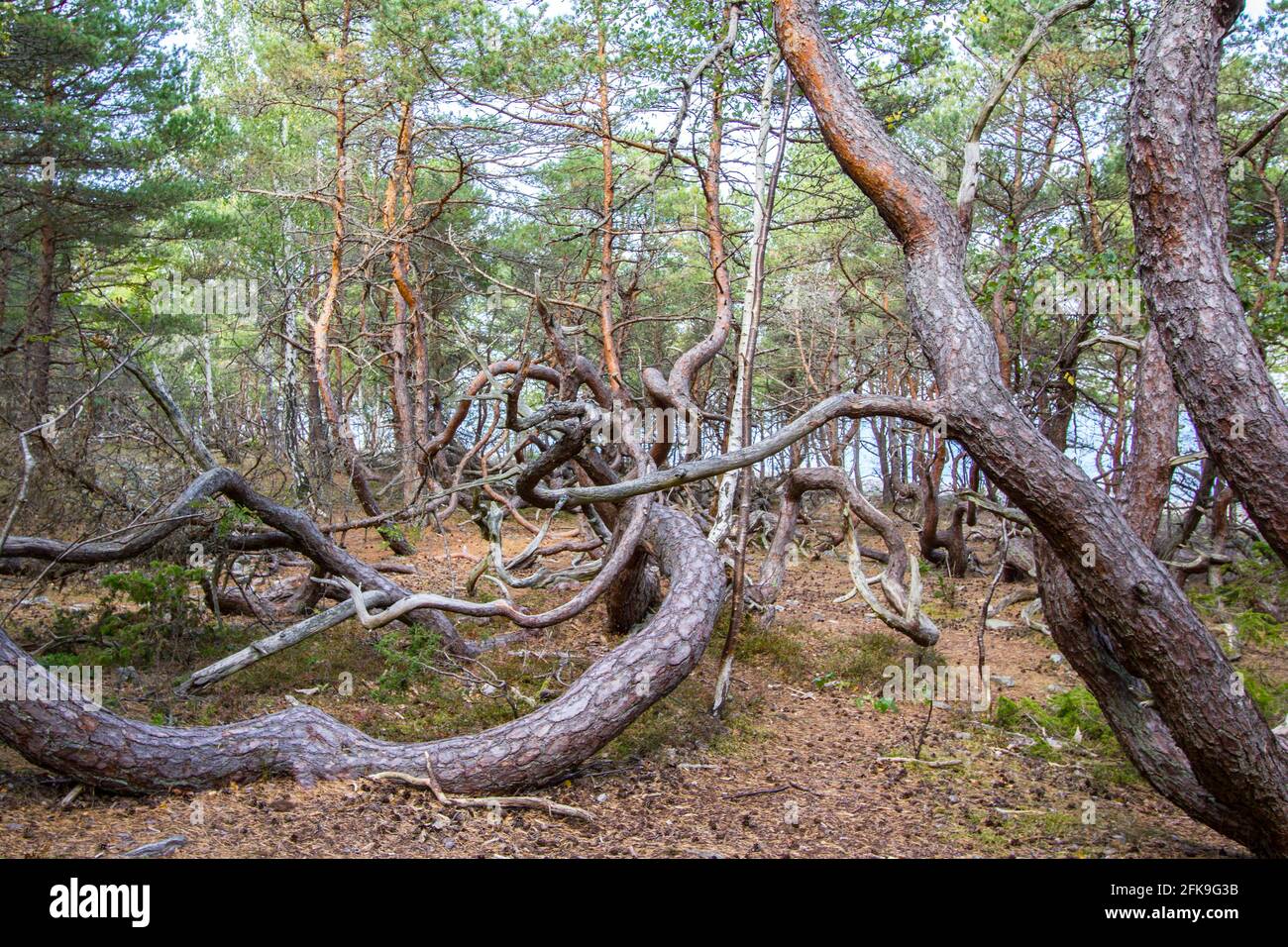 Oland Island Troll Forest High Resolution Stock Photography and Images ...