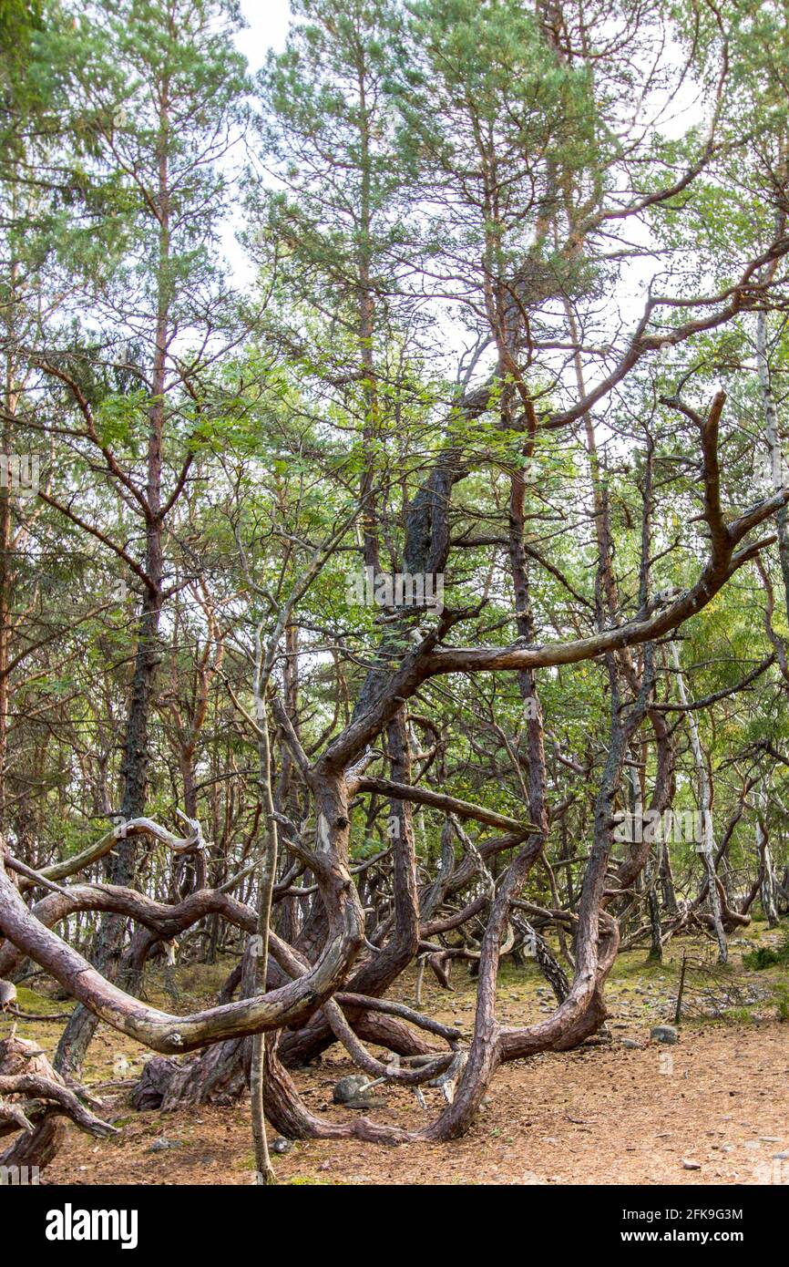 Oland island troll forest hi-res stock photography and images - Alamy