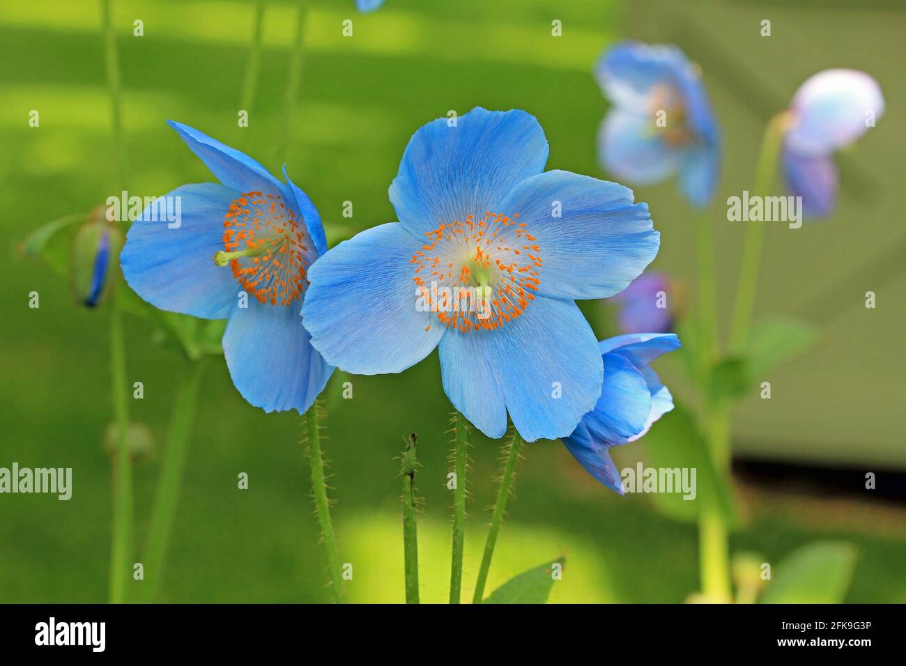Blue poppy flowers Stock Photo - Alamy