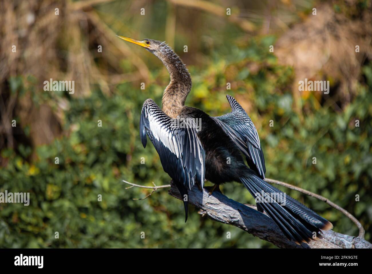 Beautiful male Anhinga snake neck bird at sunny day alone Stock Photo ...