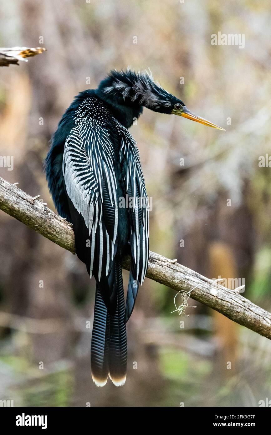 Snake neck bird hi-res stock photography and images - Alamy