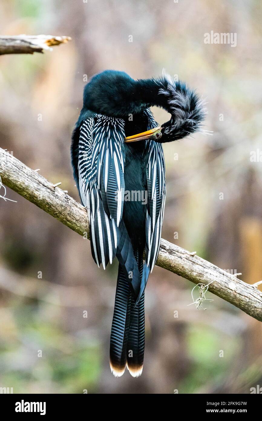 Snake neck bird hi-res stock photography and images - Alamy