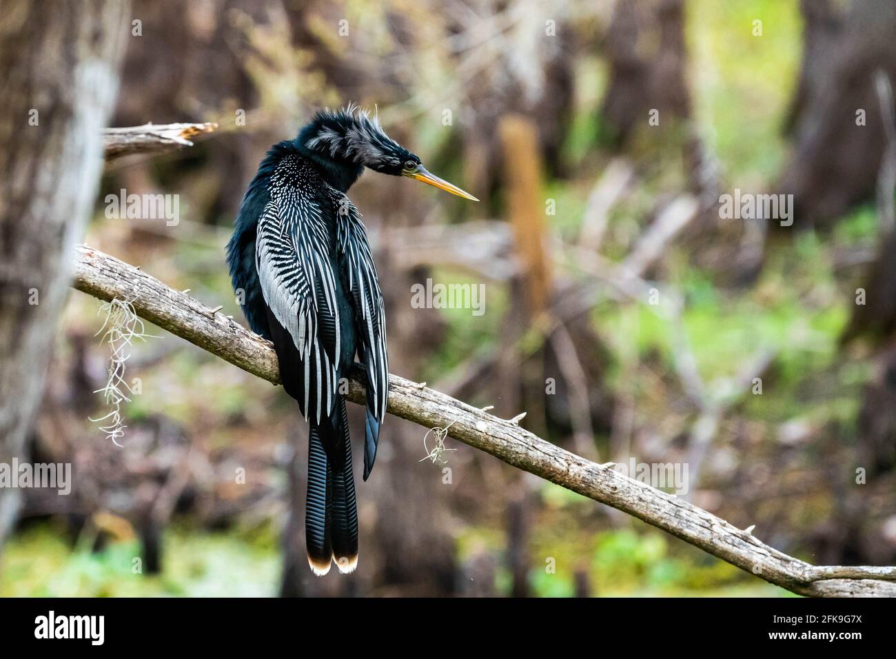 Snake neck bird hi-res stock photography and images - Alamy