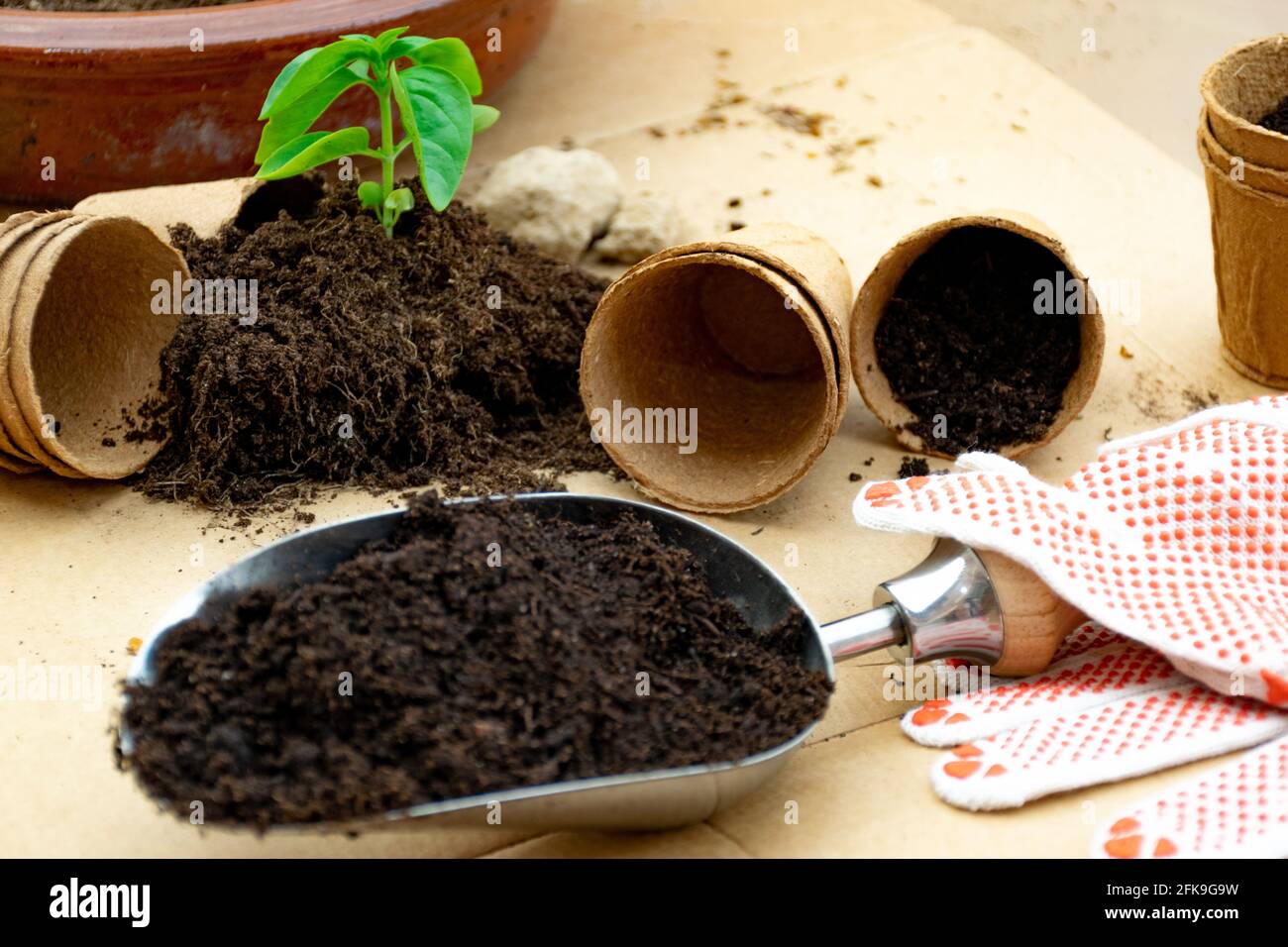 small basil plant out of organic pot on a table and garden shovel and ...