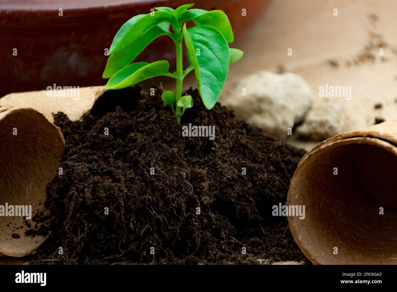 Young basil leaves hi-res stock photography and images - Alamy