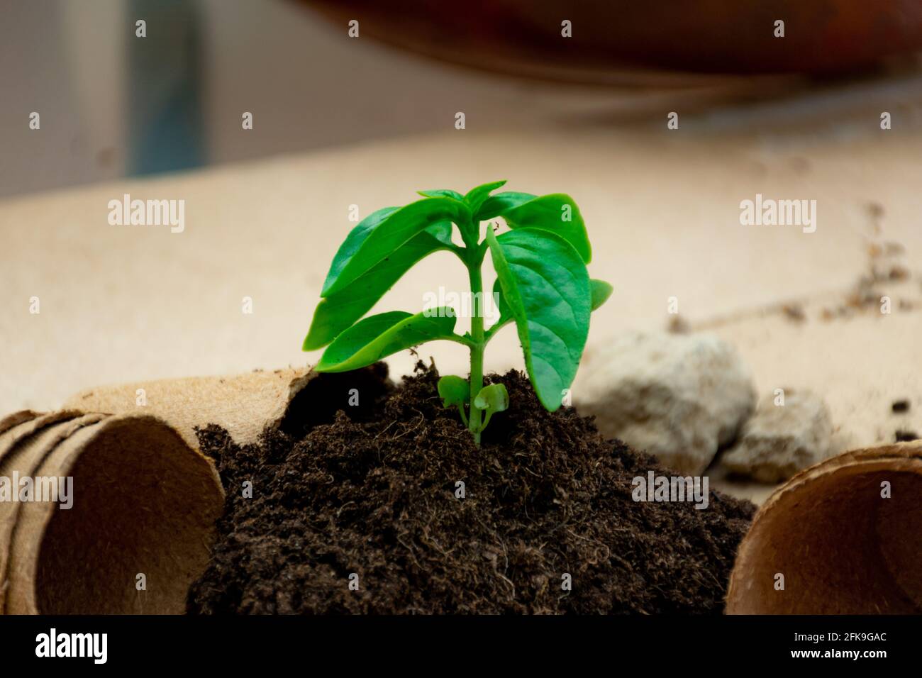 Young basil sprout grow hi-res stock photography and images - Alamy