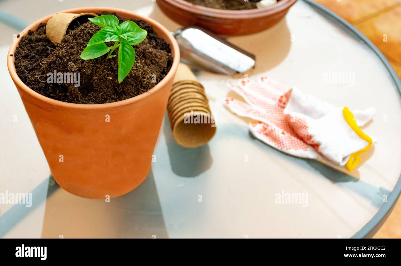 small potted basil plant on the table with work gloves, gardening ...
