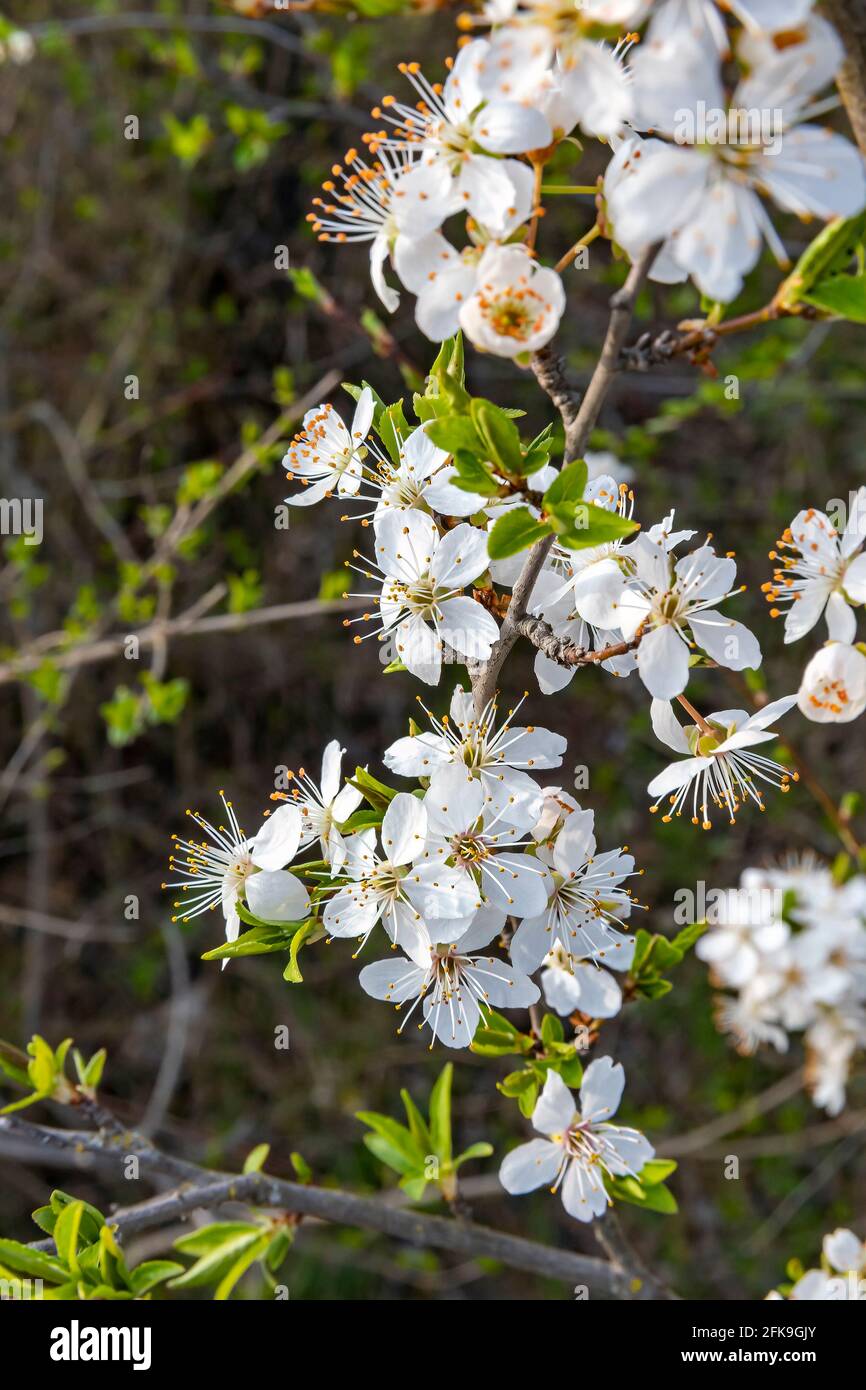 prunus spinosa blackthorn blooms in spring, a shrub with white flowers ...