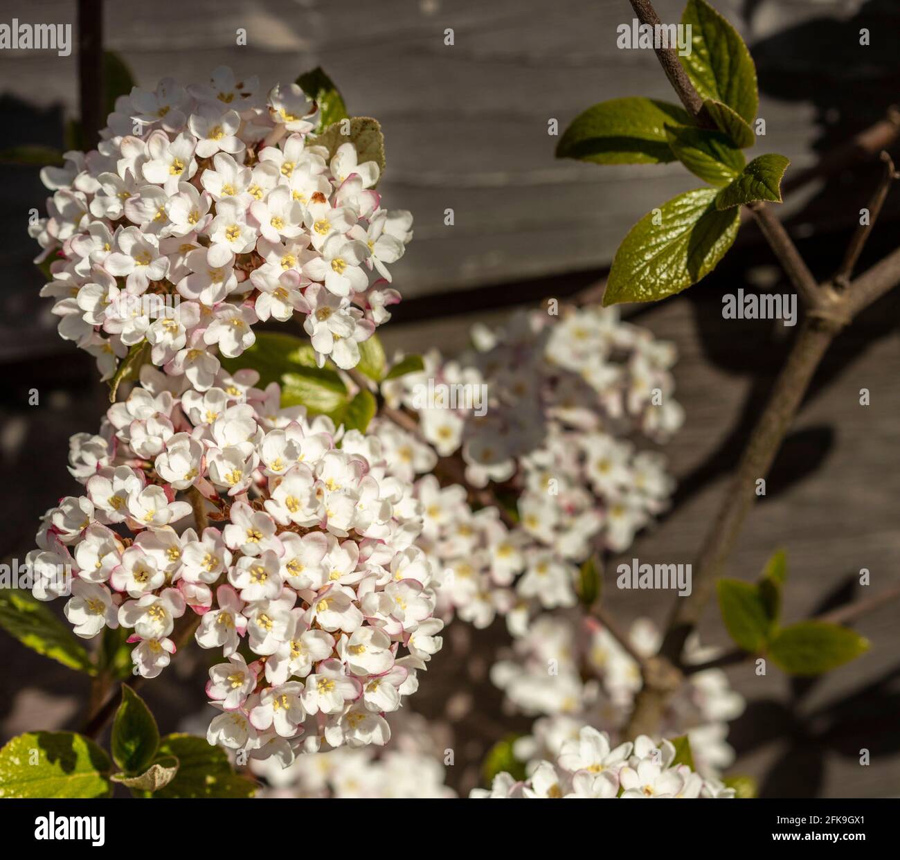 Viburnum x Burkwoodii – Mohawk in flower Stock Photo - Alamy