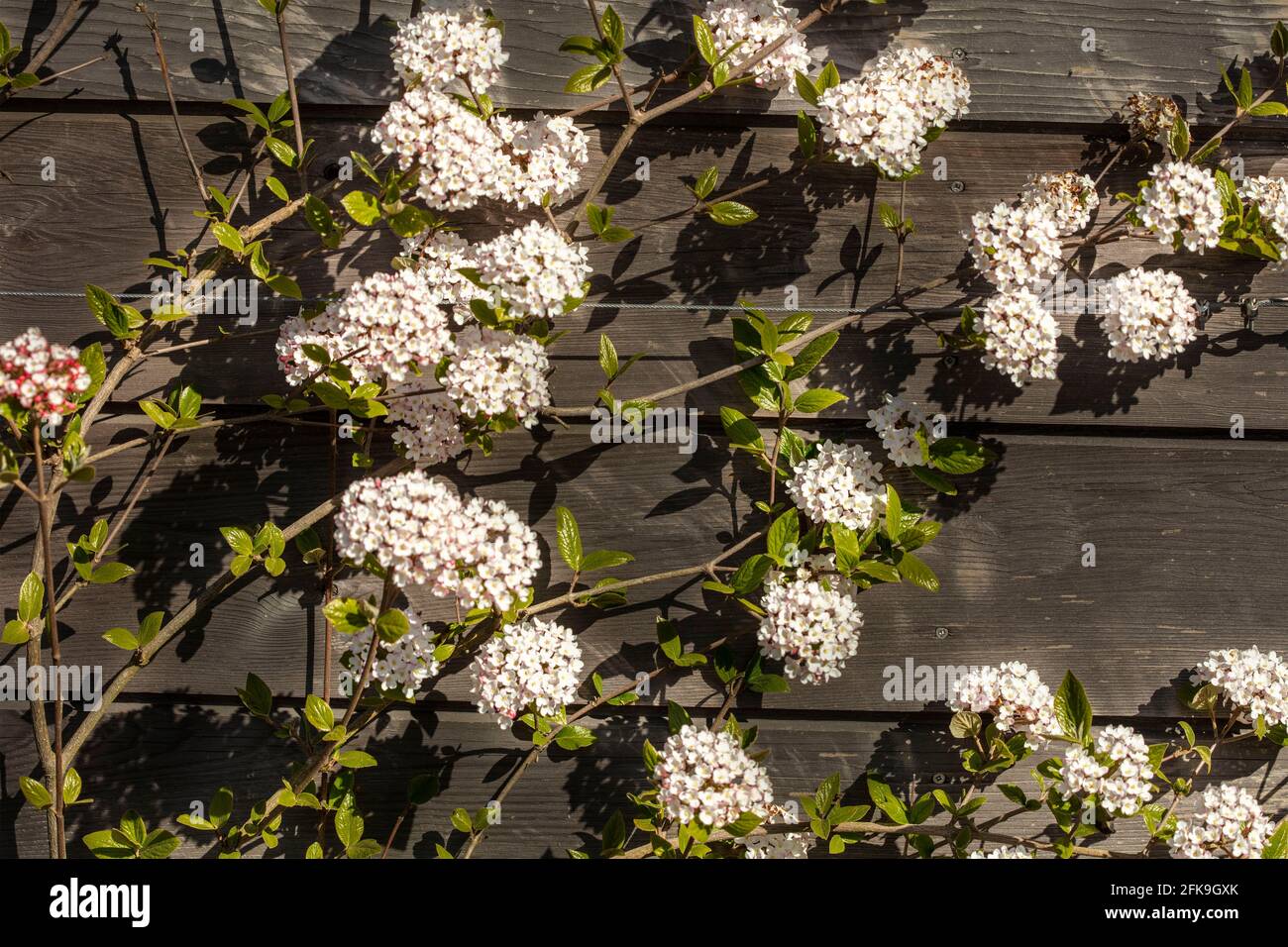 Viburnum x Burkwoodii – Mohawk in flower Stock Photo - Alamy