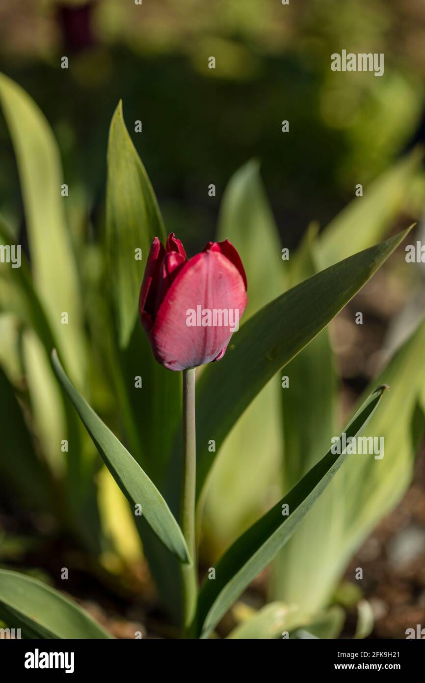 Colourful cup-like tulip flowers in early spring Stock Photo - Alamy