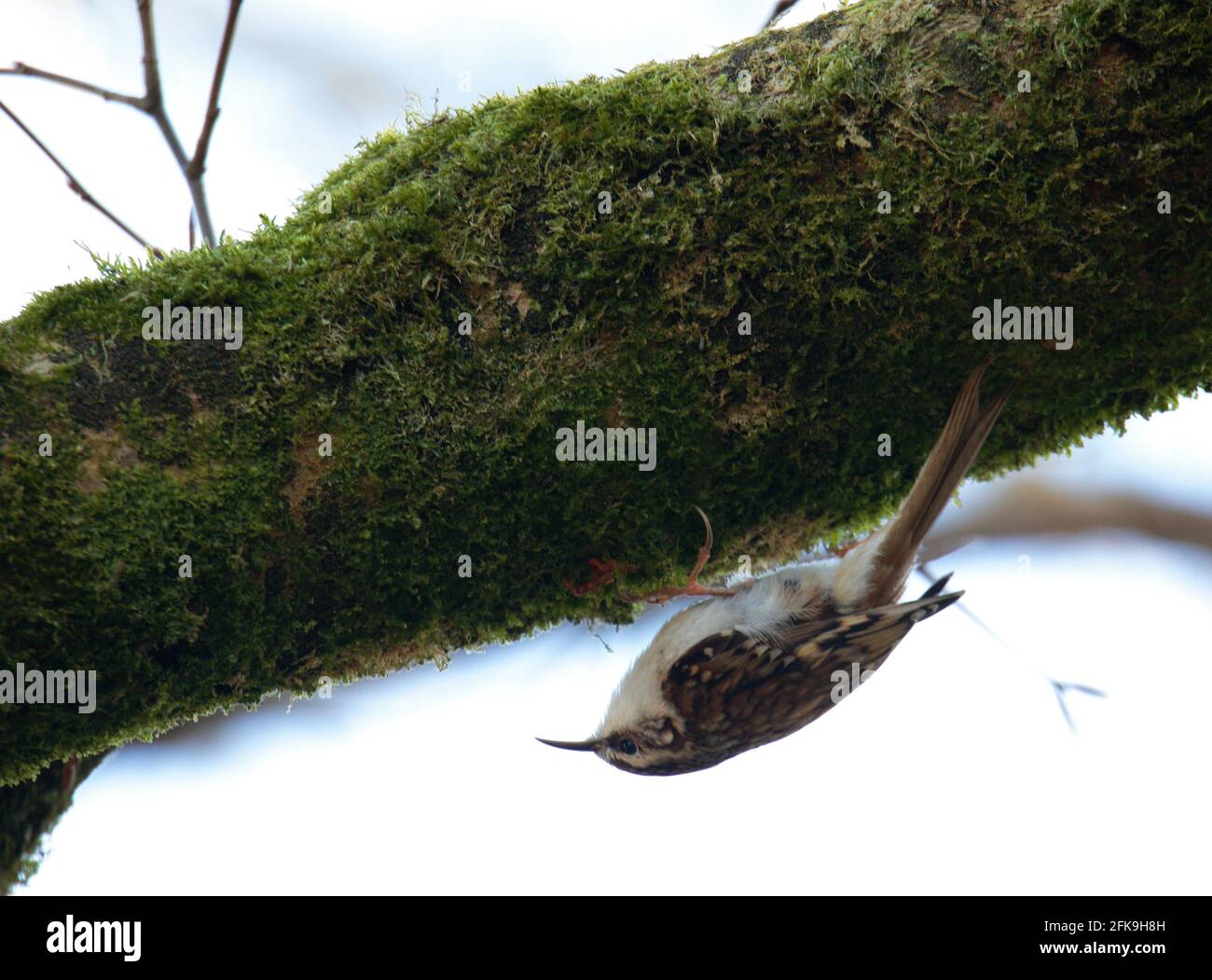 Curved plumes hi-res stock photography and images - Alamy