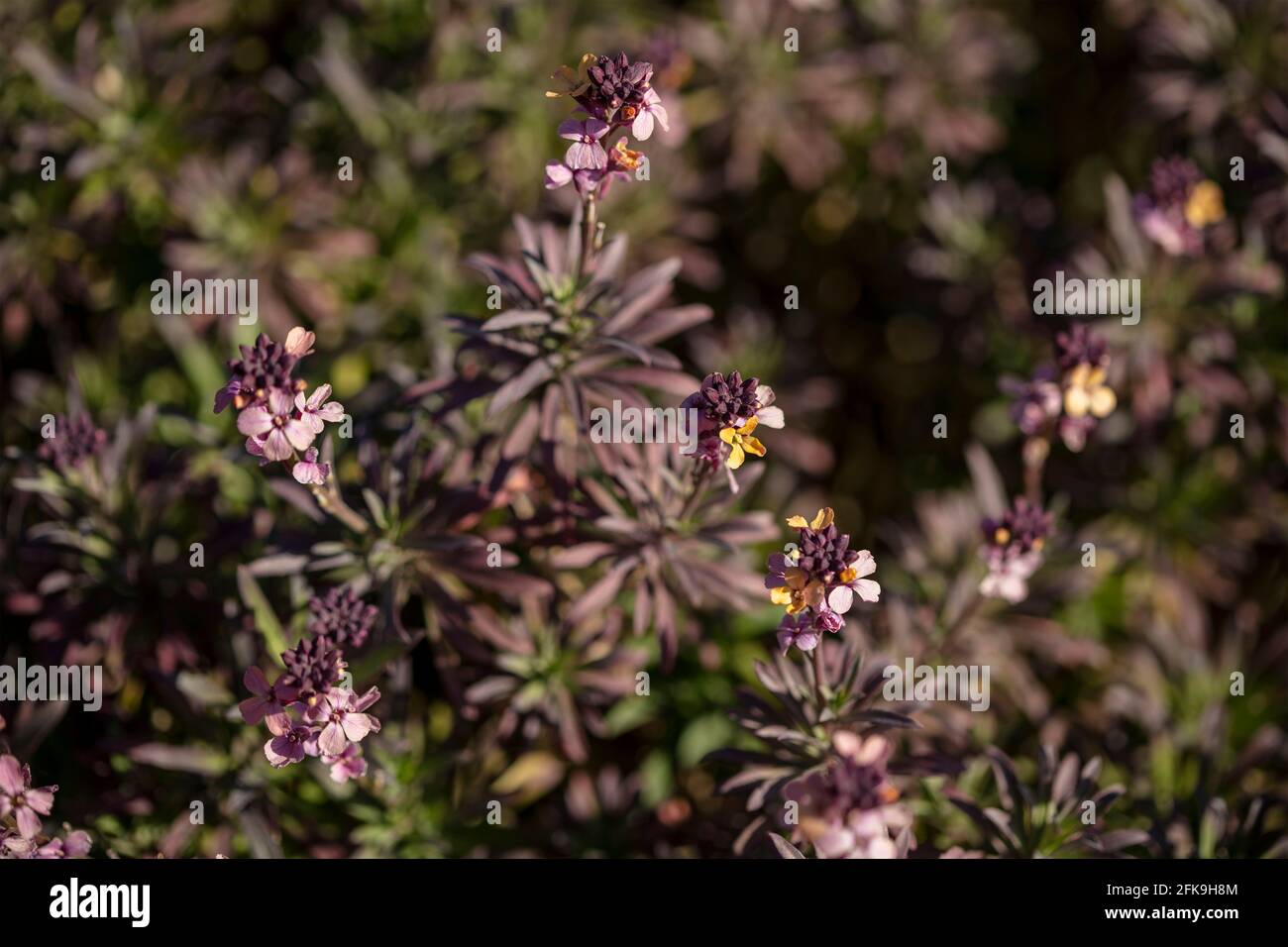 Erysimum mutabile hi-res stock photography and images - Alamy