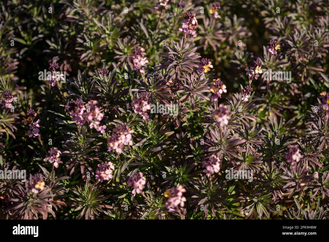 Erysimum Mutabile, natural plant portrait Stock Photo - Alamy