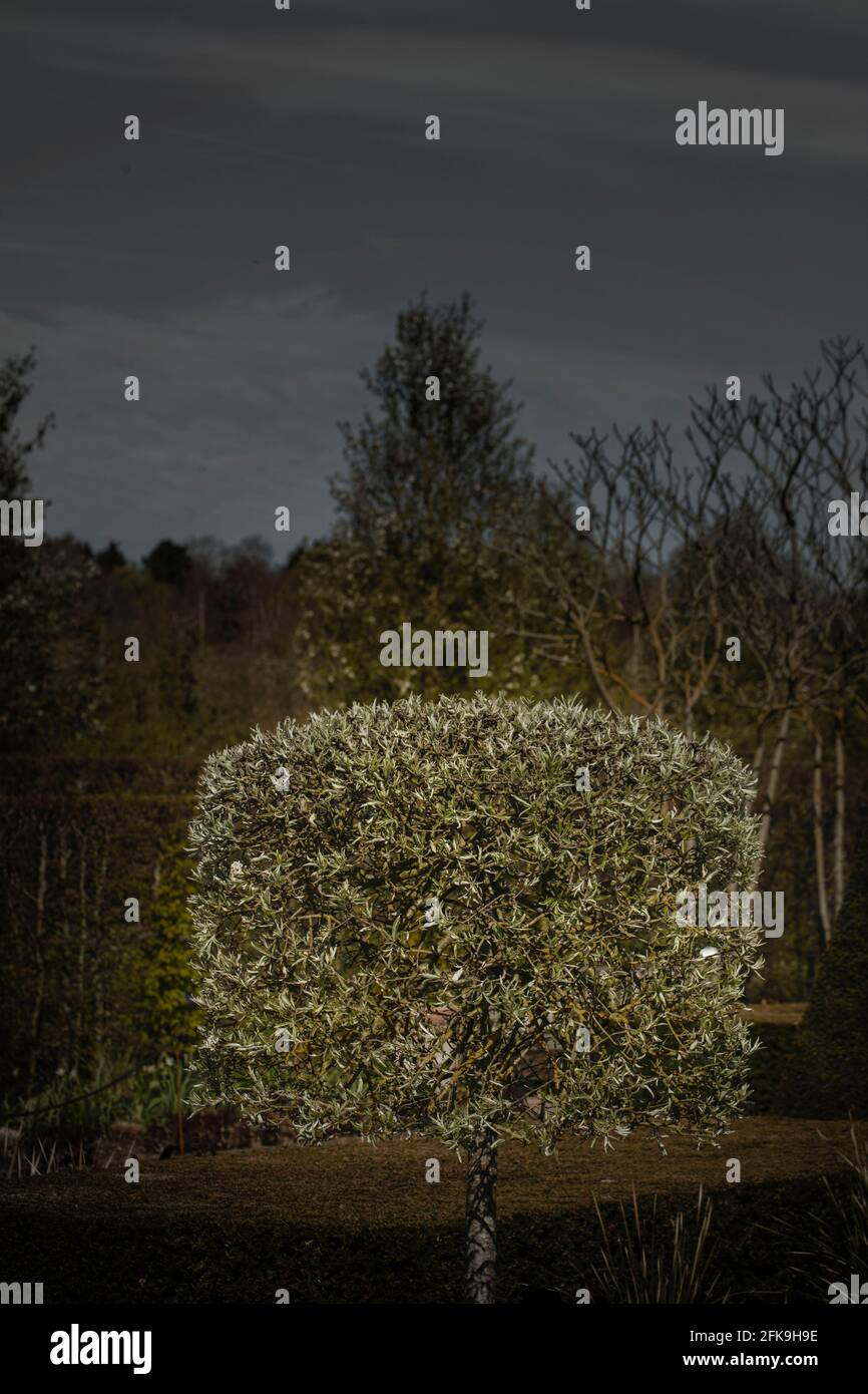 Pyrus salicifolia pendula pendulous willow hi-res stock photography and ...