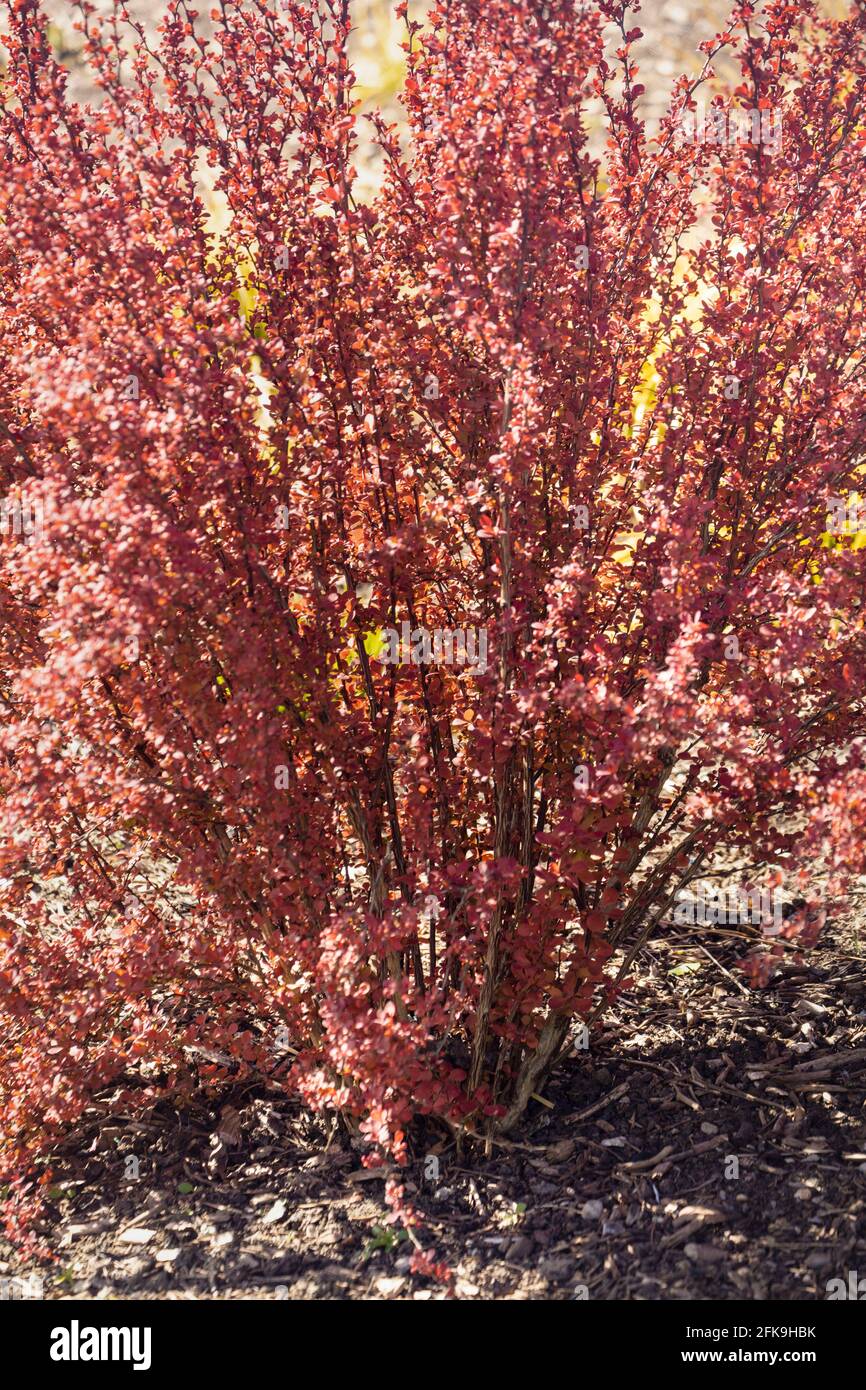 Vivid Berberis thunbergii 'Orange Rocket', Japanese barberry 'Orange ...