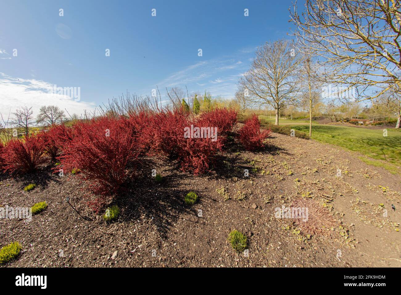 Vivid Berberis thunbergii 'Orange Rocket', Japanese barberry 'Orange ...