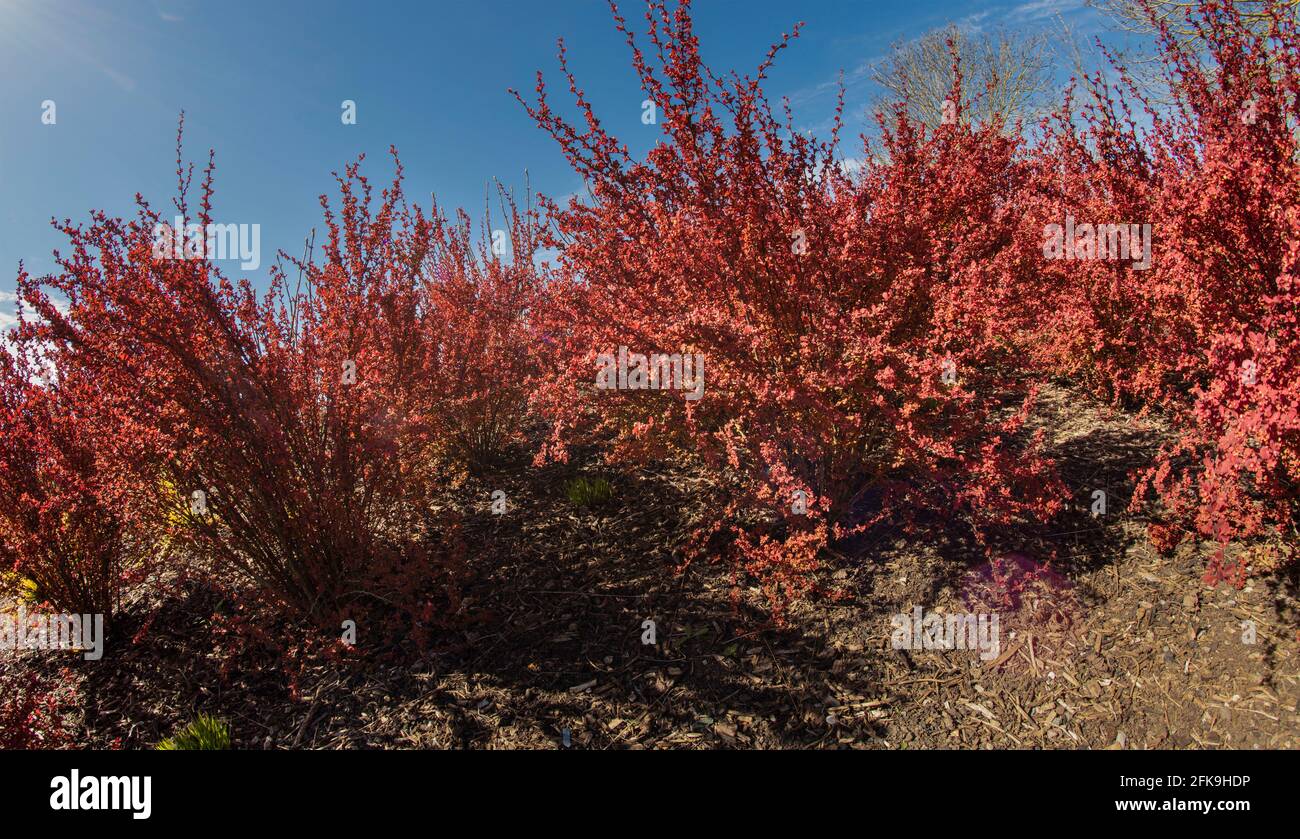 Vivid Berberis thunbergii 'Orange Rocket', Japanese barberry 'Orange ...