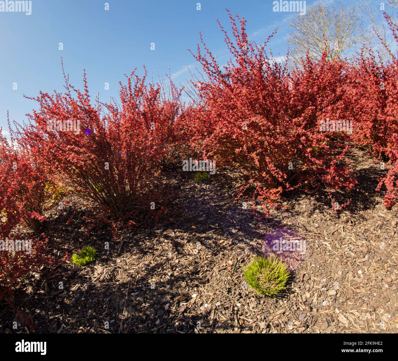 Vivid Berberis thunbergii 'Orange Rocket', Japanese barberry 'Orange ...