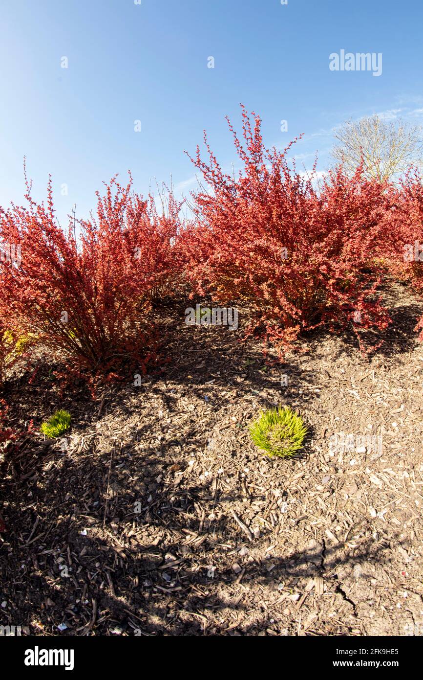 Vivid Berberis thunbergii 'Orange Rocket', Japanese barberry 'Orange ...