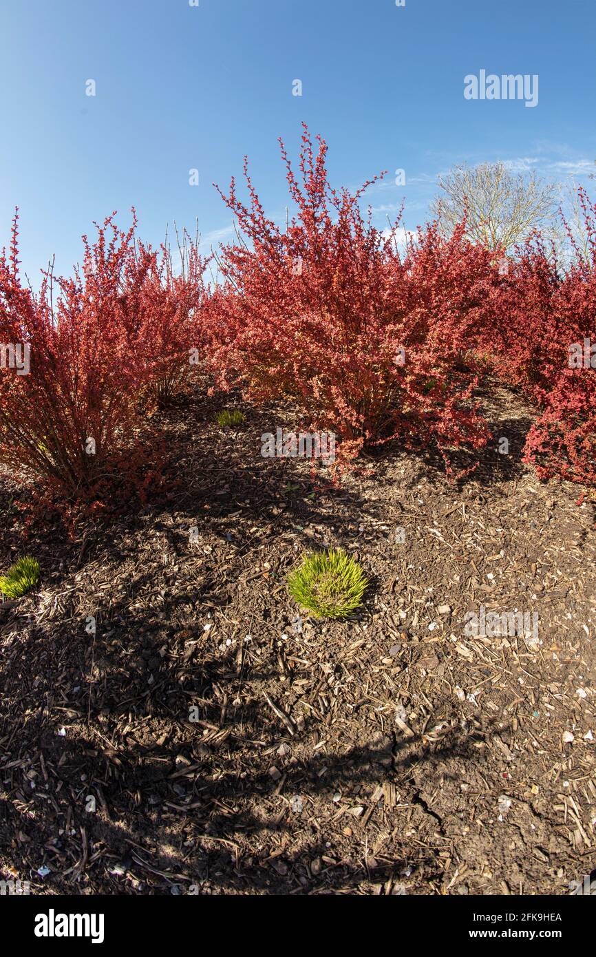 Vivid Berberis thunbergii 'Orange Rocket', Japanese barberry 'Orange ...