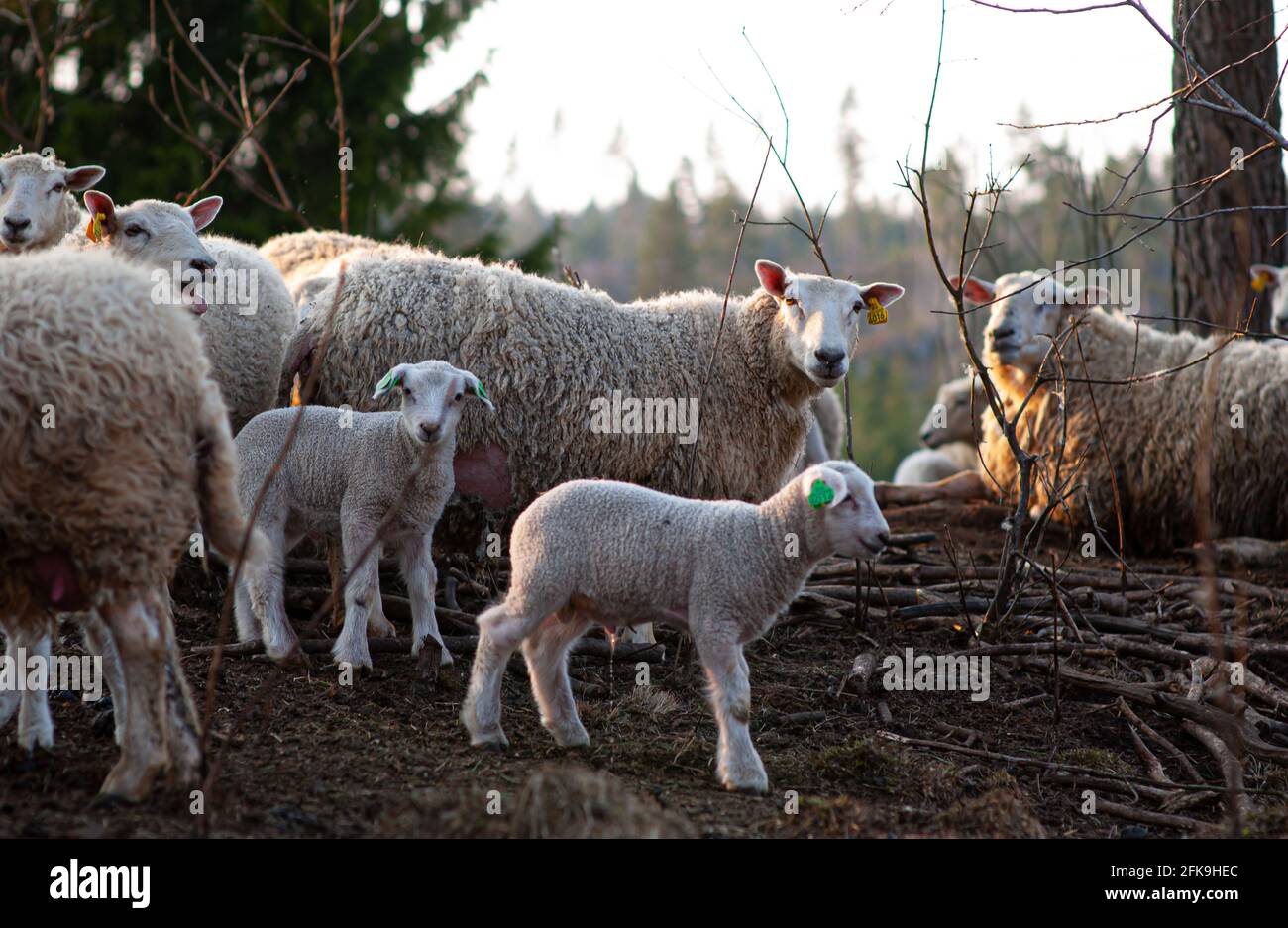 A group of old and young sheep Stock Photo - Alamy