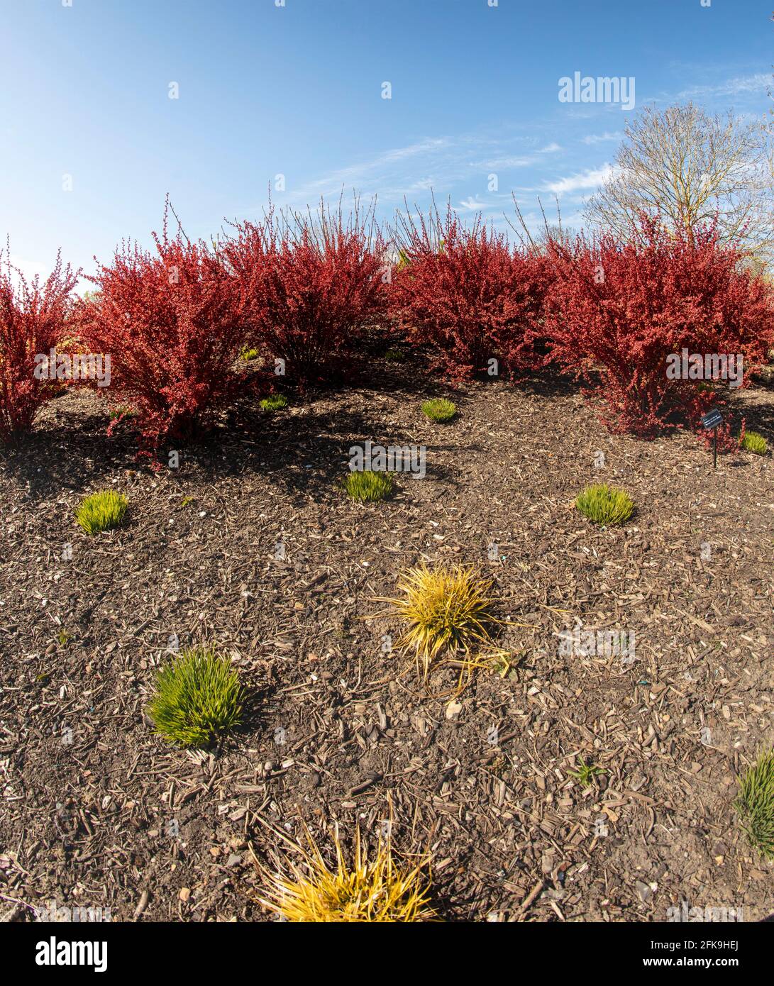 Vivid Berberis thunbergii 'Orange Rocket', Japanese barberry 'Orange ...