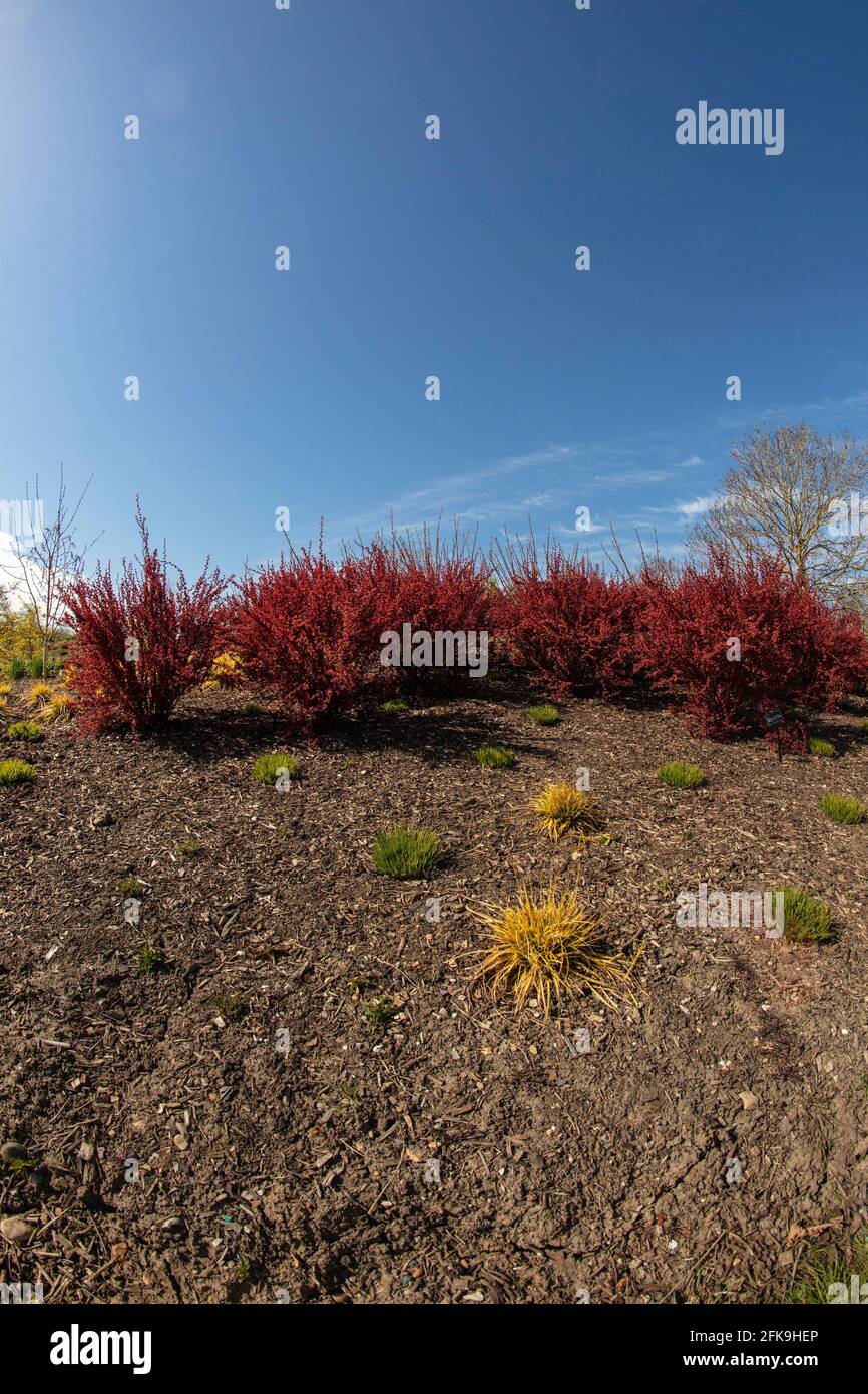 Vivid Berberis thunbergii 'Orange Rocket', Japanese barberry 'Orange ...