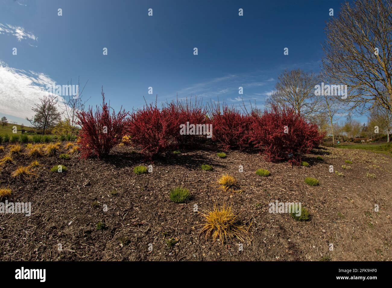 Vivid Berberis thunbergii 'Orange Rocket', Japanese barberry 'Orange ...