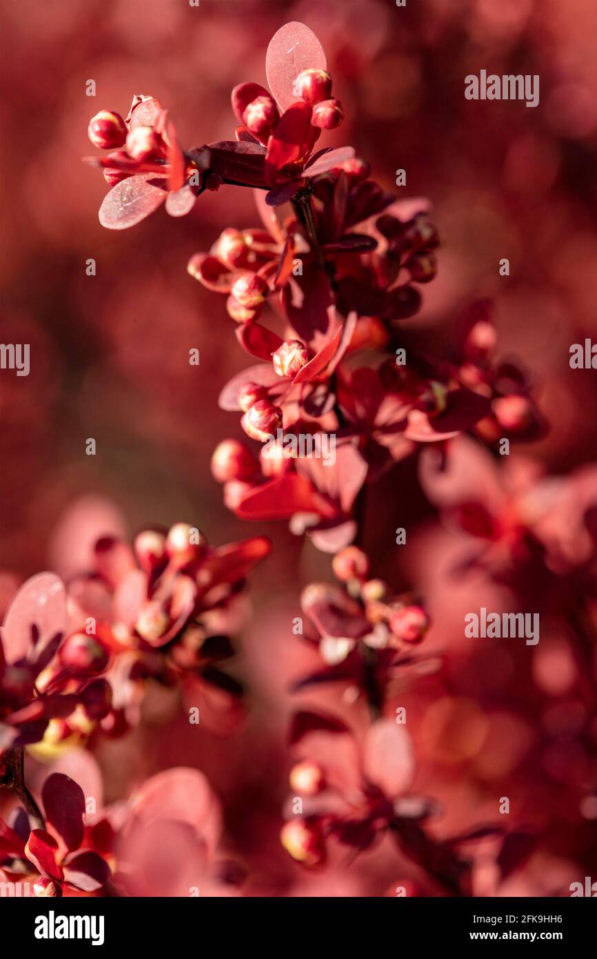 Vivid Berberis thunbergii 'Orange Rocket', Japanese barberry 'Orange ...