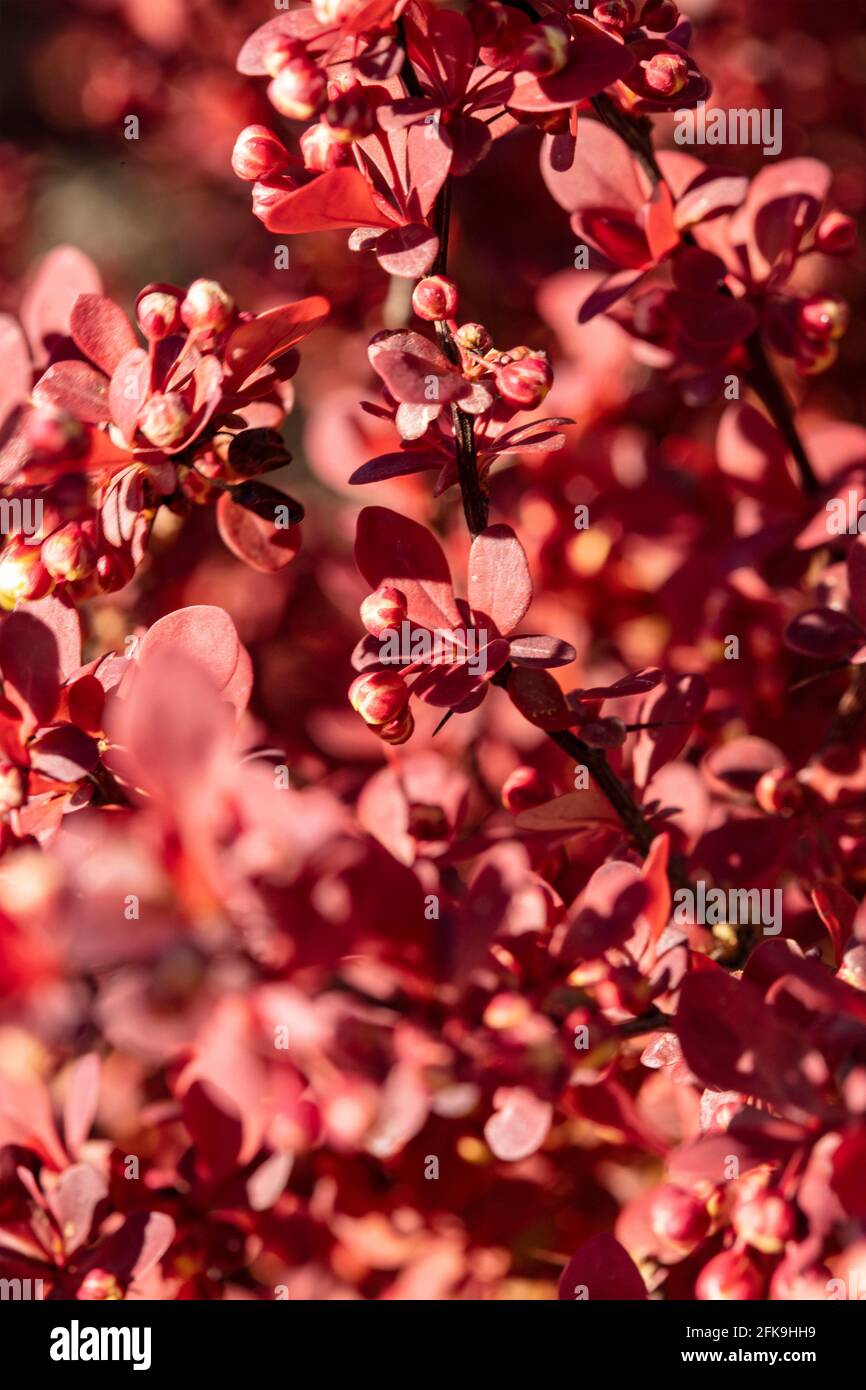 Vivid Berberis thunbergii 'Orange Rocket', Japanese barberry 'Orange ...