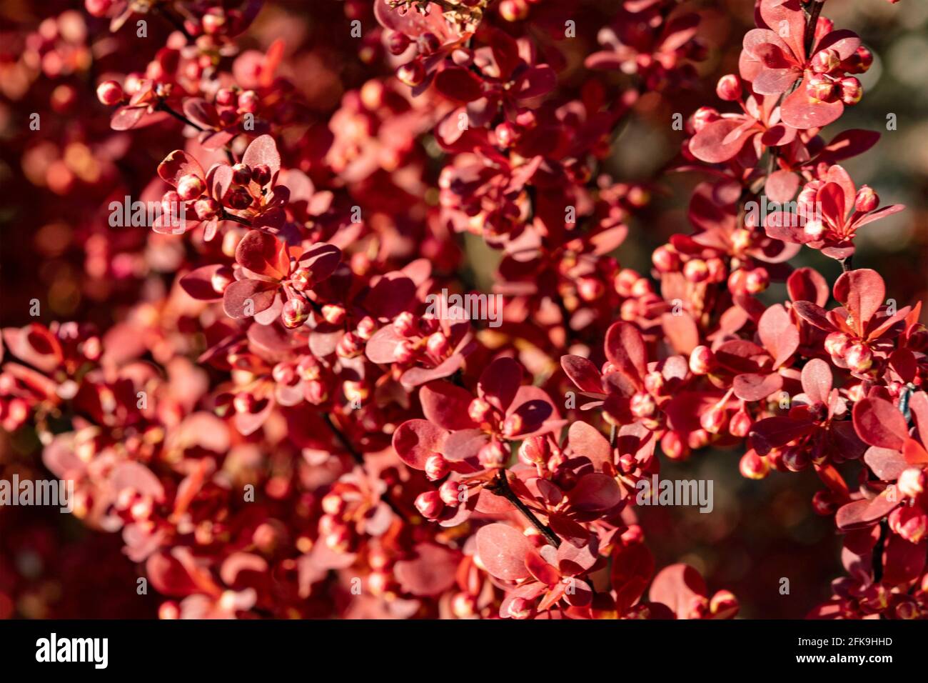 Vivid Berberis thunbergii 'Orange Rocket', Japanese barberry 'Orange ...
