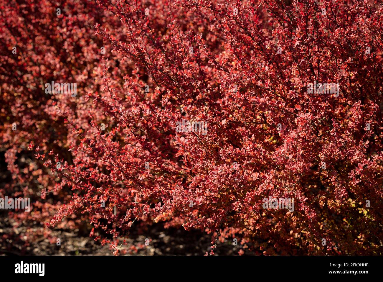 Berberis thunbergii 'Orange Rocket', Japanese barberry 'Orange Rocket ...