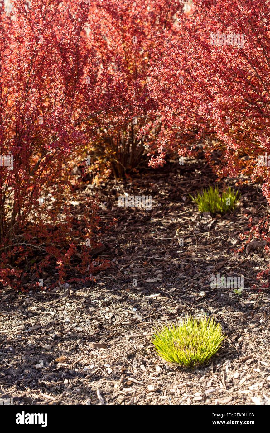 Berberis thunbergii 'Orange Rocket', Japanese barberry 'Orange Rocket ...