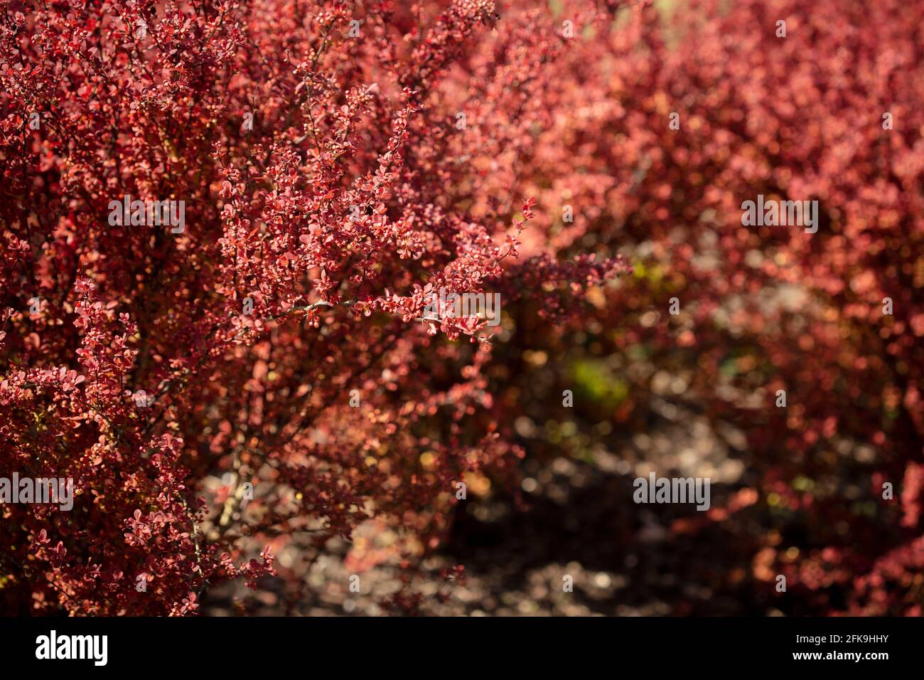 Berberis thunbergii 'Orange Rocket', Japanese barberry 'Orange Rocket ...