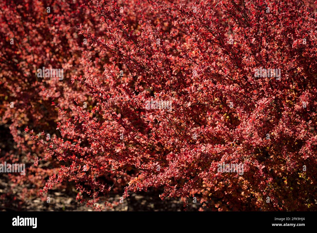 Berberis thunbergii 'Orange Rocket', Japanese barberry 'Orange Rocket ...