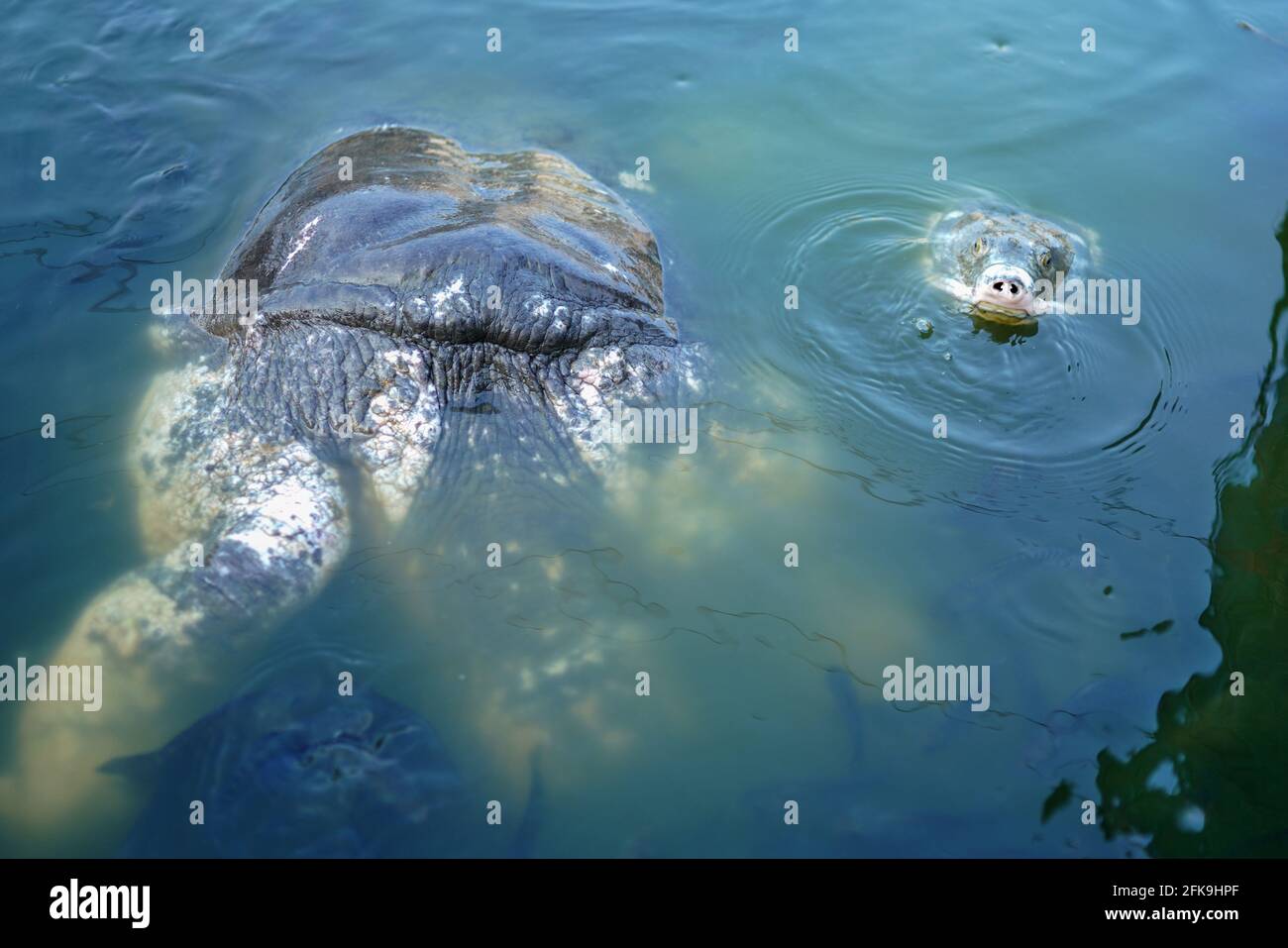 Black Softshell Turtle High Resolution Stock Photography and Images - Alamy