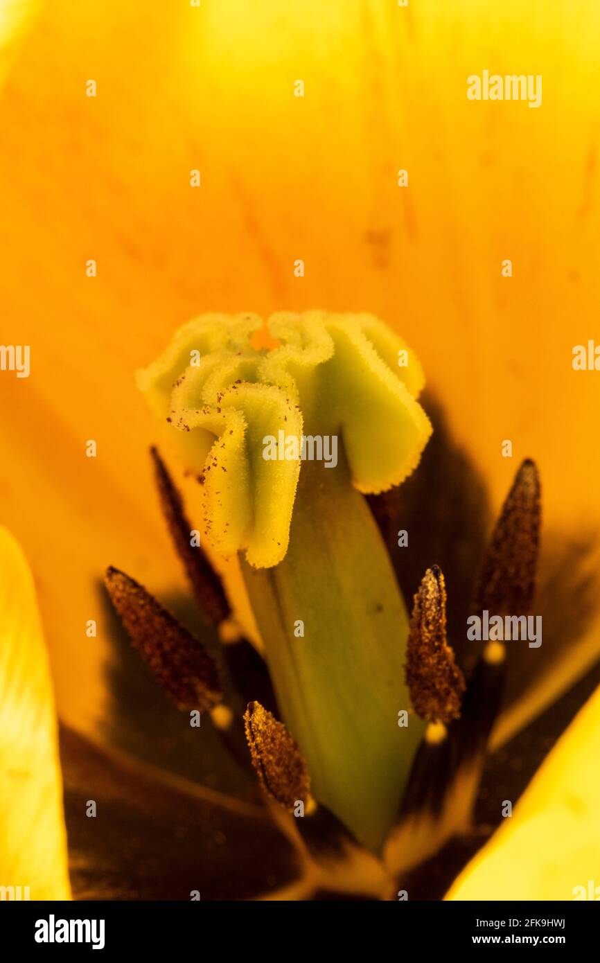 Yellow tulip flower with prominent reproductive organs Stock Photo - Alamy