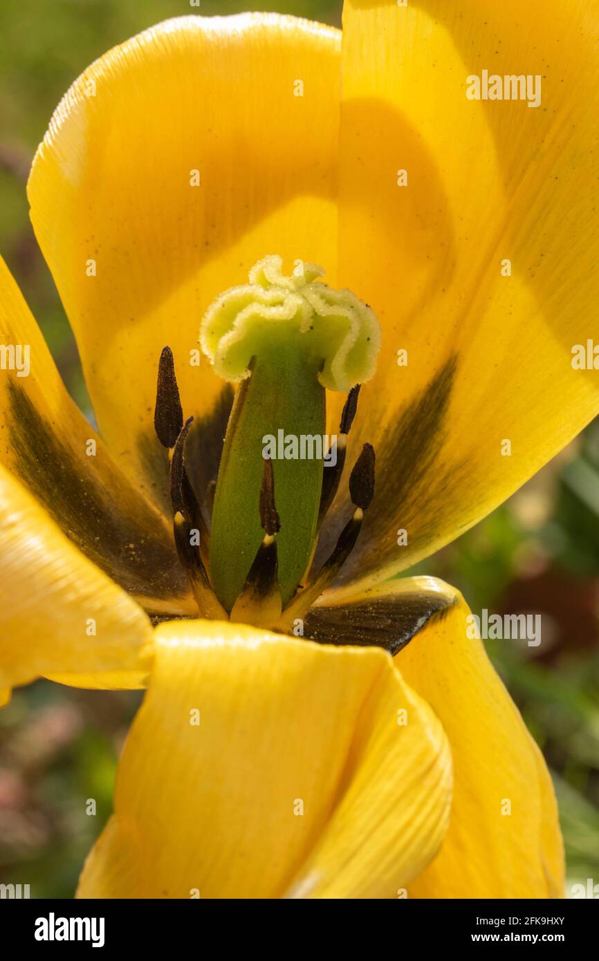 Yellow tulip flower with prominent reproductive organs Stock Photo - Alamy