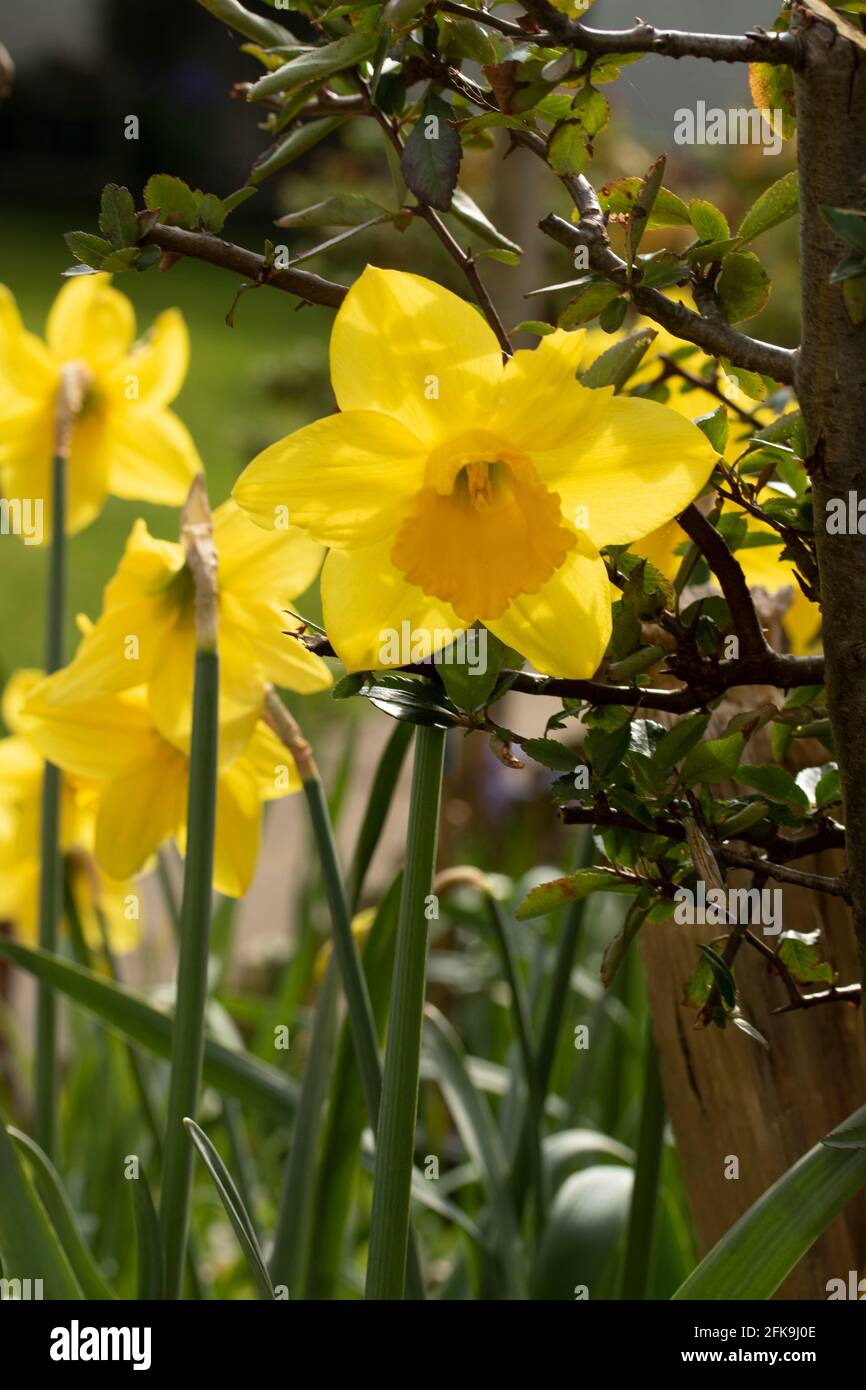 Yellow spring blooming daffodil backlit by the sun, natural plant ...