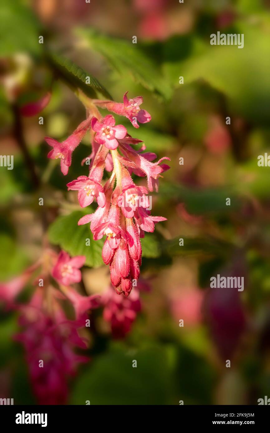 Ribes sanguineum, flowering currant, redflower currant, red-flowering ...