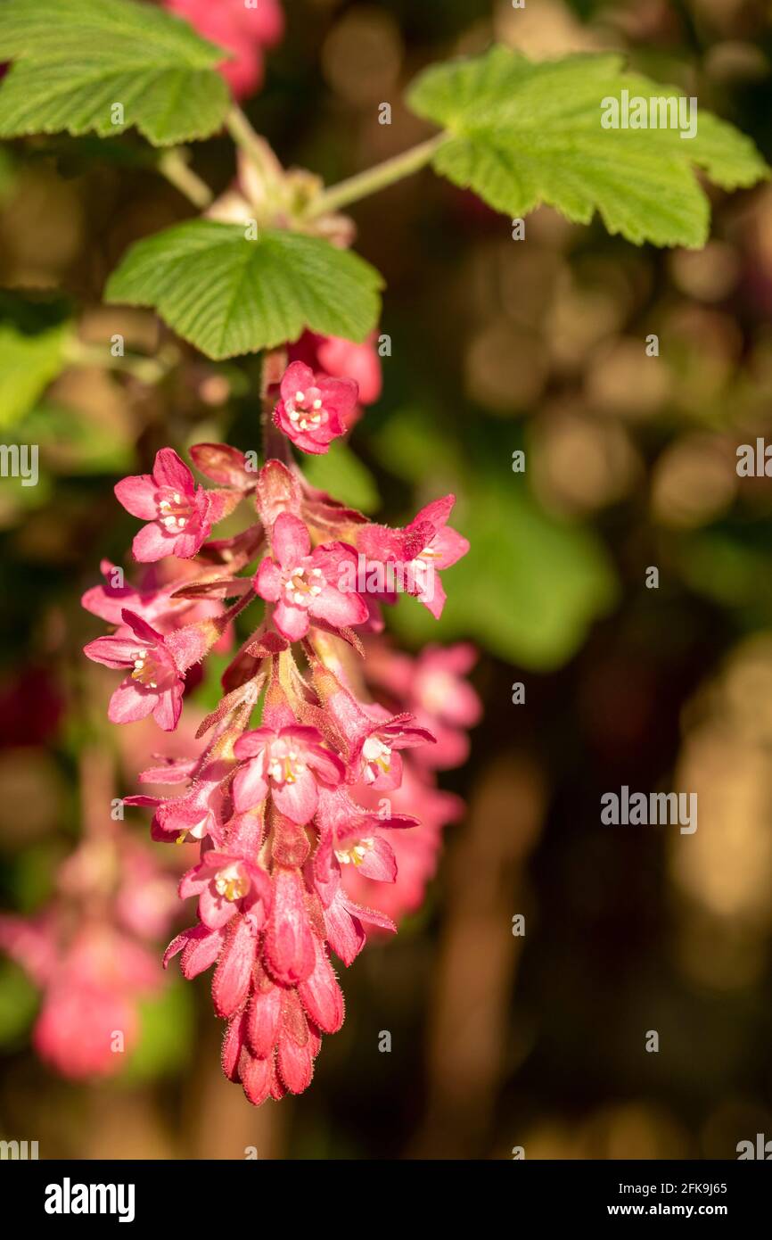 Ribes sanguineum, flowering currant, redflower currant, red-flowering ...