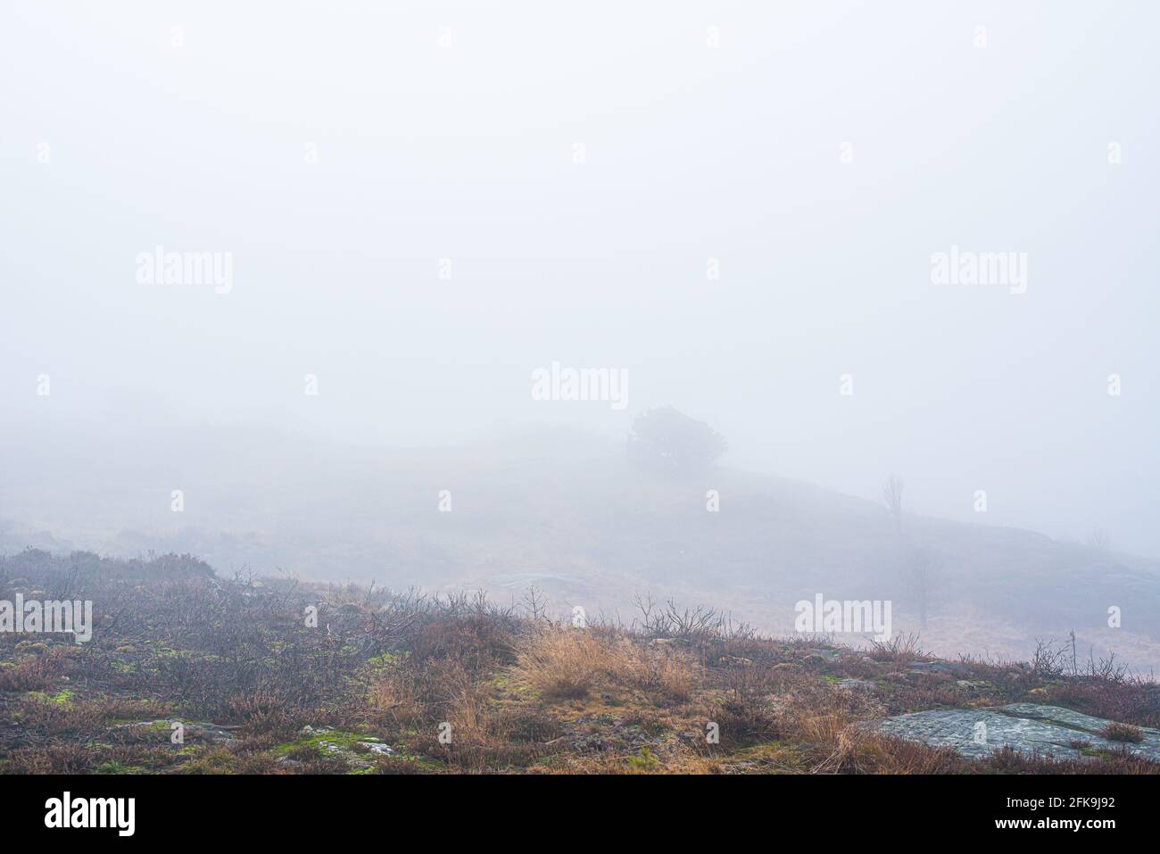 Heavy fog in a forest clearing Stock Photo - Alamy